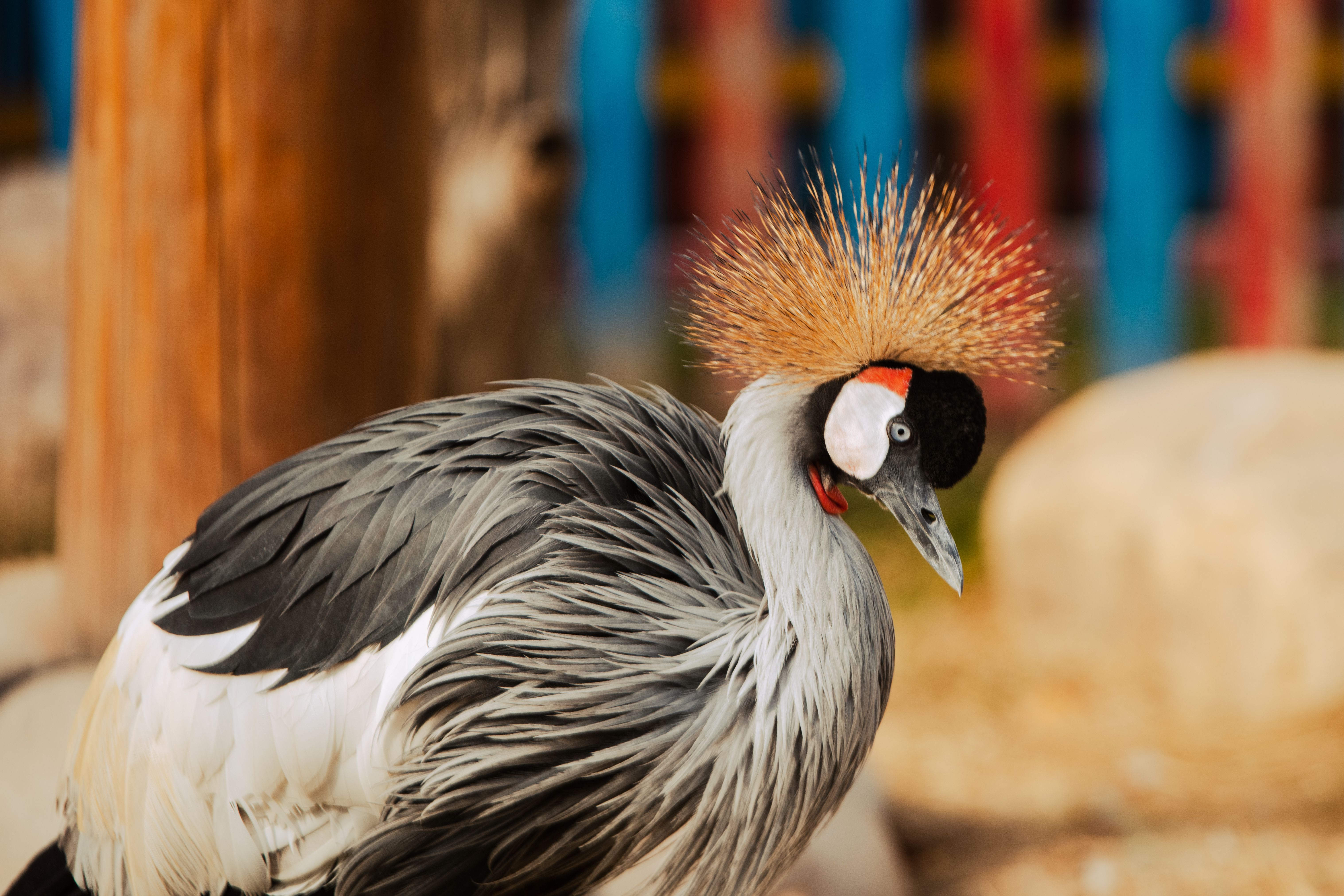 Exotic Birds Wallpaper Photos, Download The BEST Free Exotic Birds ...