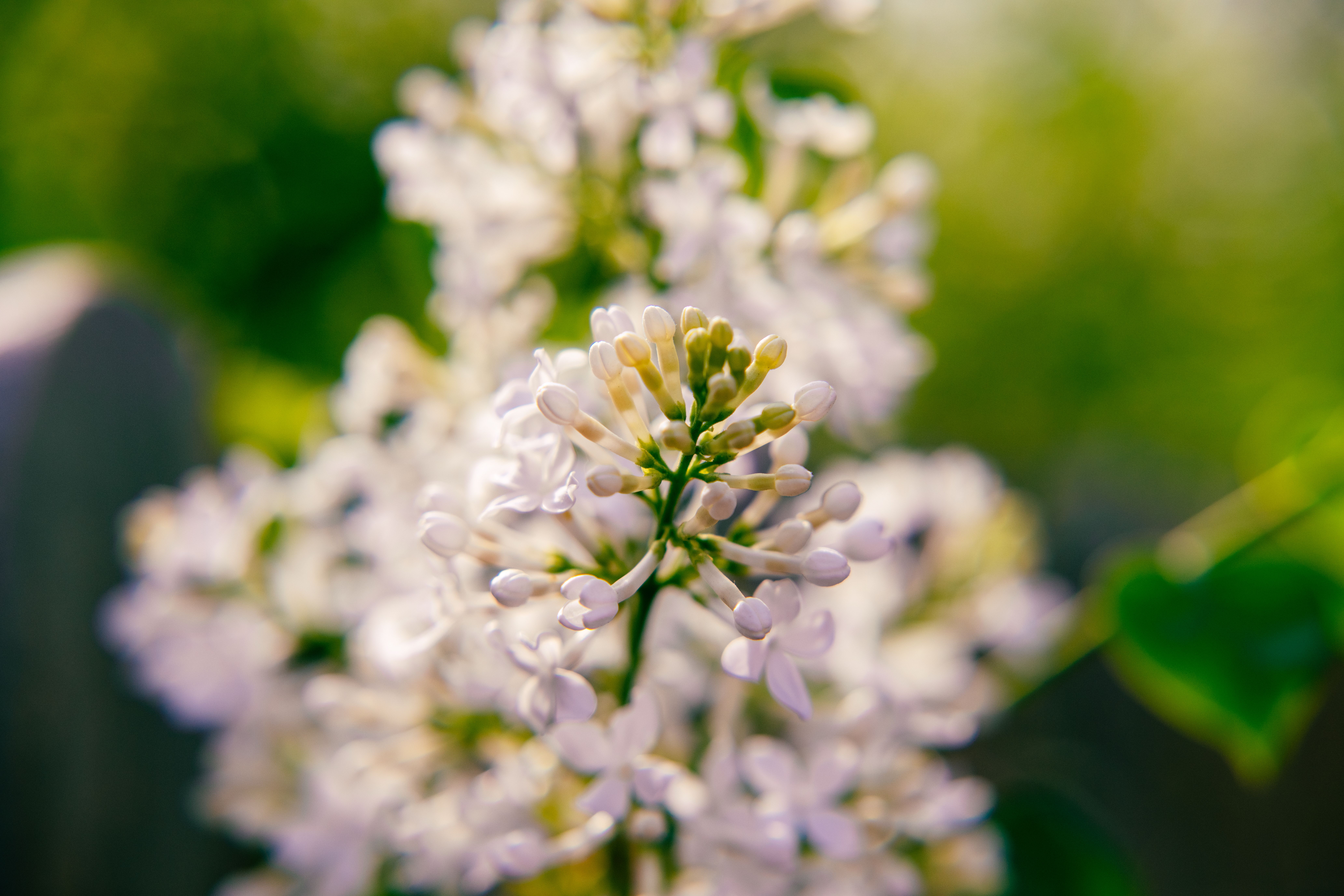 Philippine Flower Photos, Download The BEST Free Philippine Flower ...
