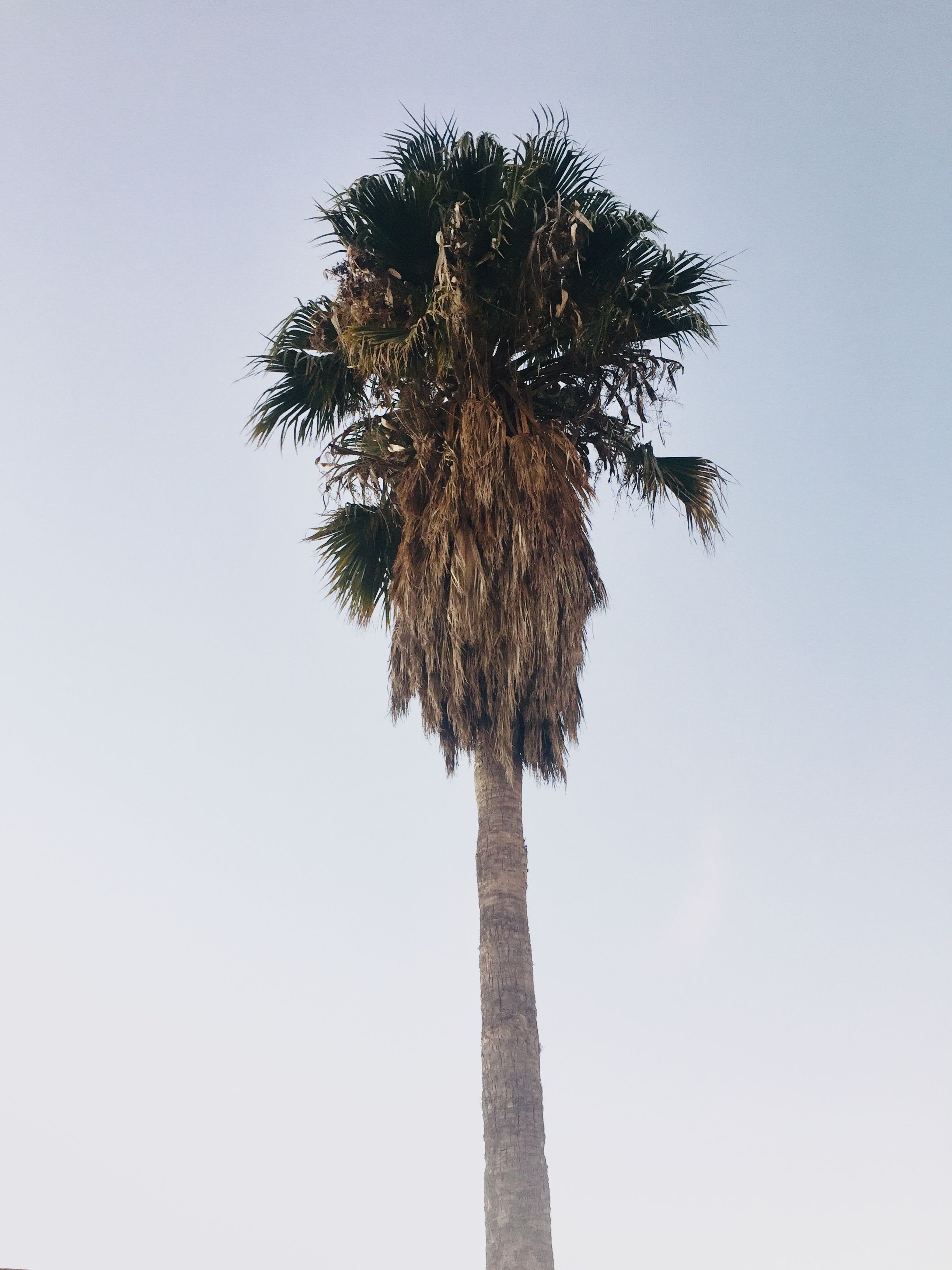 Palm Jumeriah Photos, Download The BEST Free Palm Jumeriah Stock Photos ...