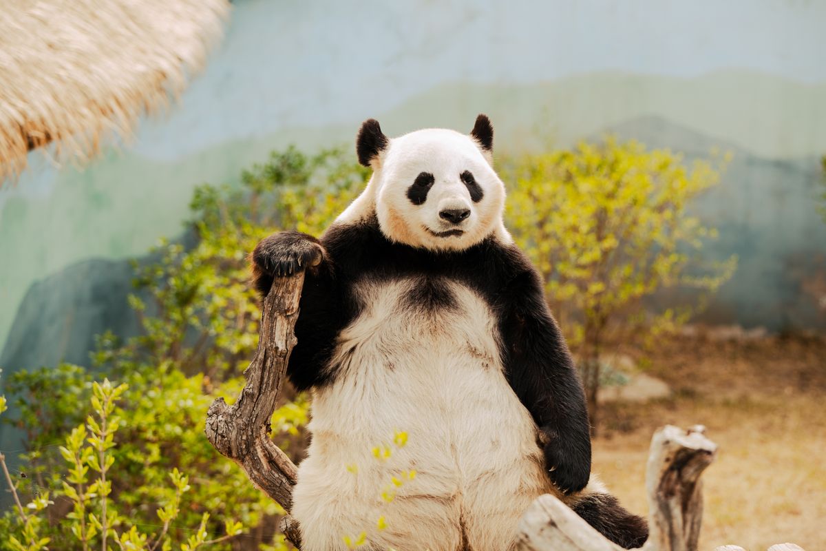 Panda Bear Photos, Download The BEST Free Panda Bear Stock Photos & HD ...