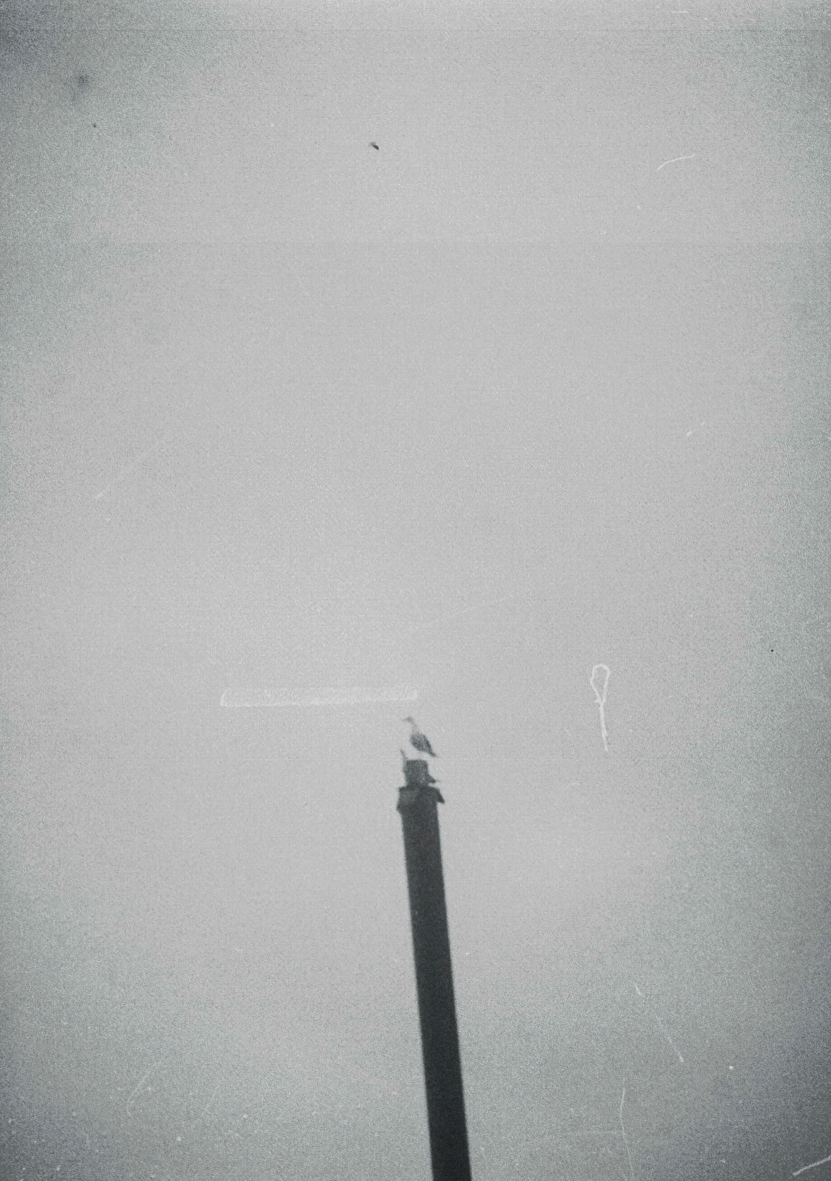 Film Photo of a Bird Sitting on a Tall Pole · Free Stock Photo