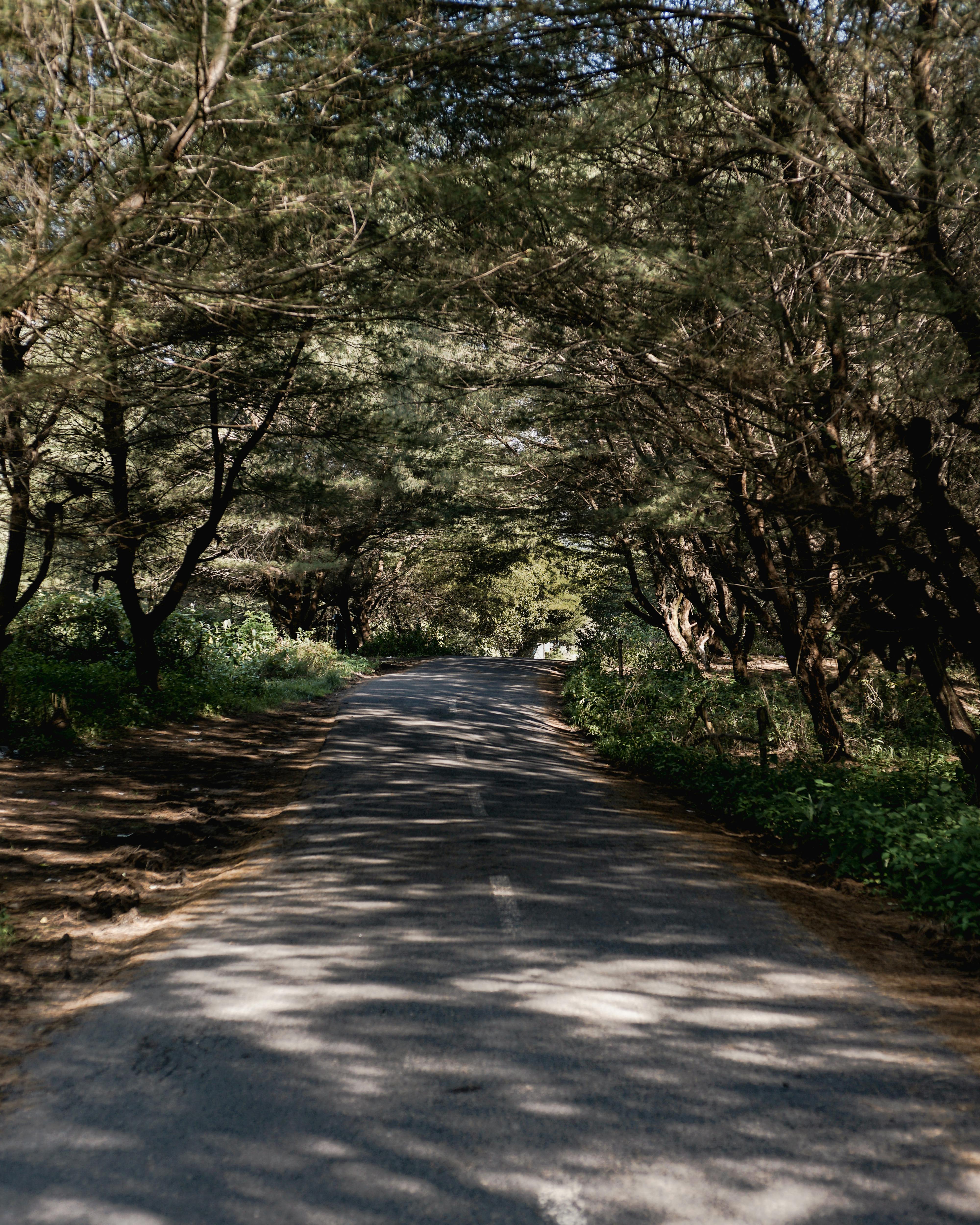 Road through the Forest Completely Tunneled by Tree Branches · Free ...