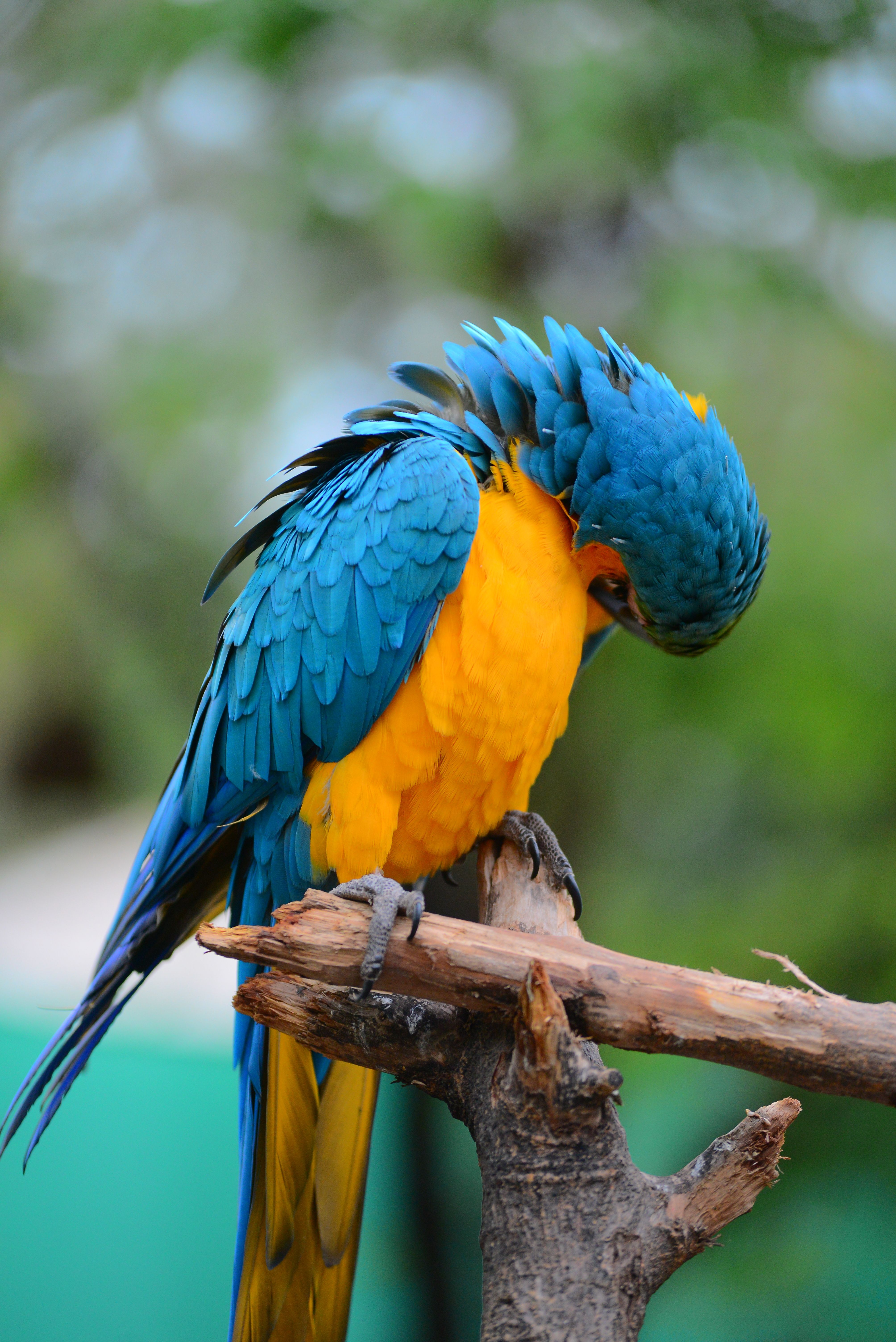 Blue And Yellow Photos, Download The BEST Free Blue And Yellow Stock ...