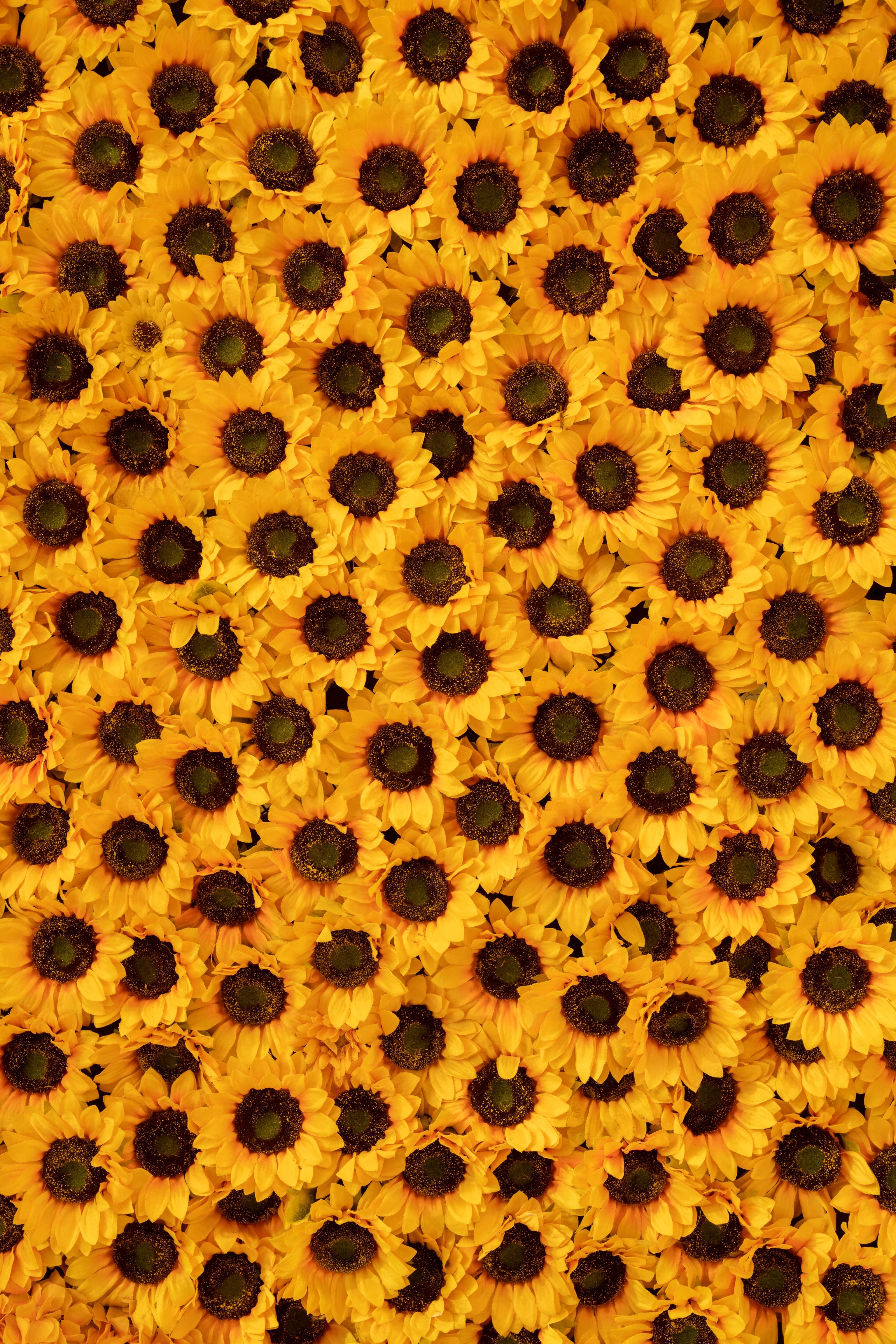 A Lot of Sunflowers · Free Stock Photo