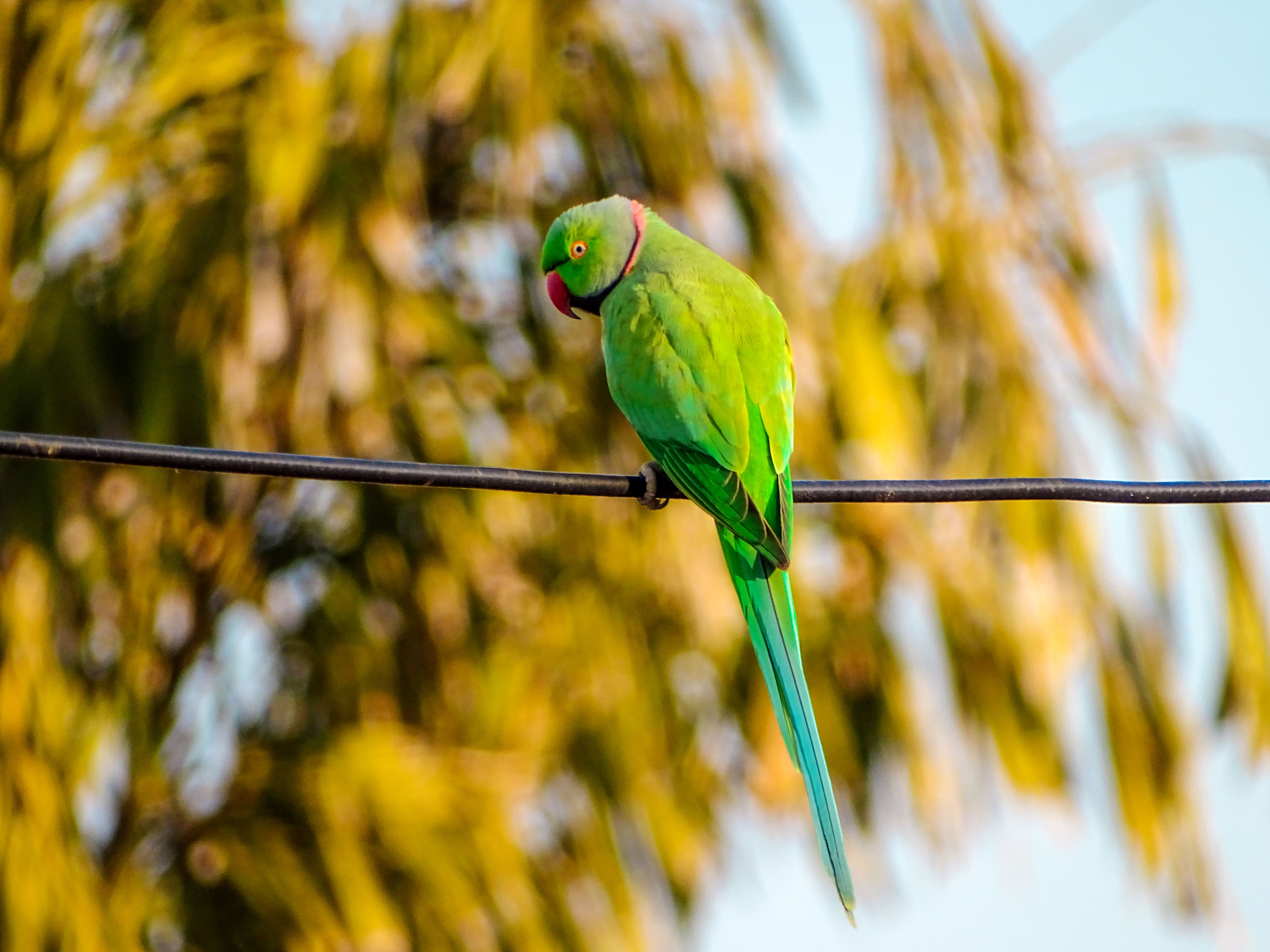 Scarecrow Bird Photos, Download The BEST Free Scarecrow Bird Stock ...