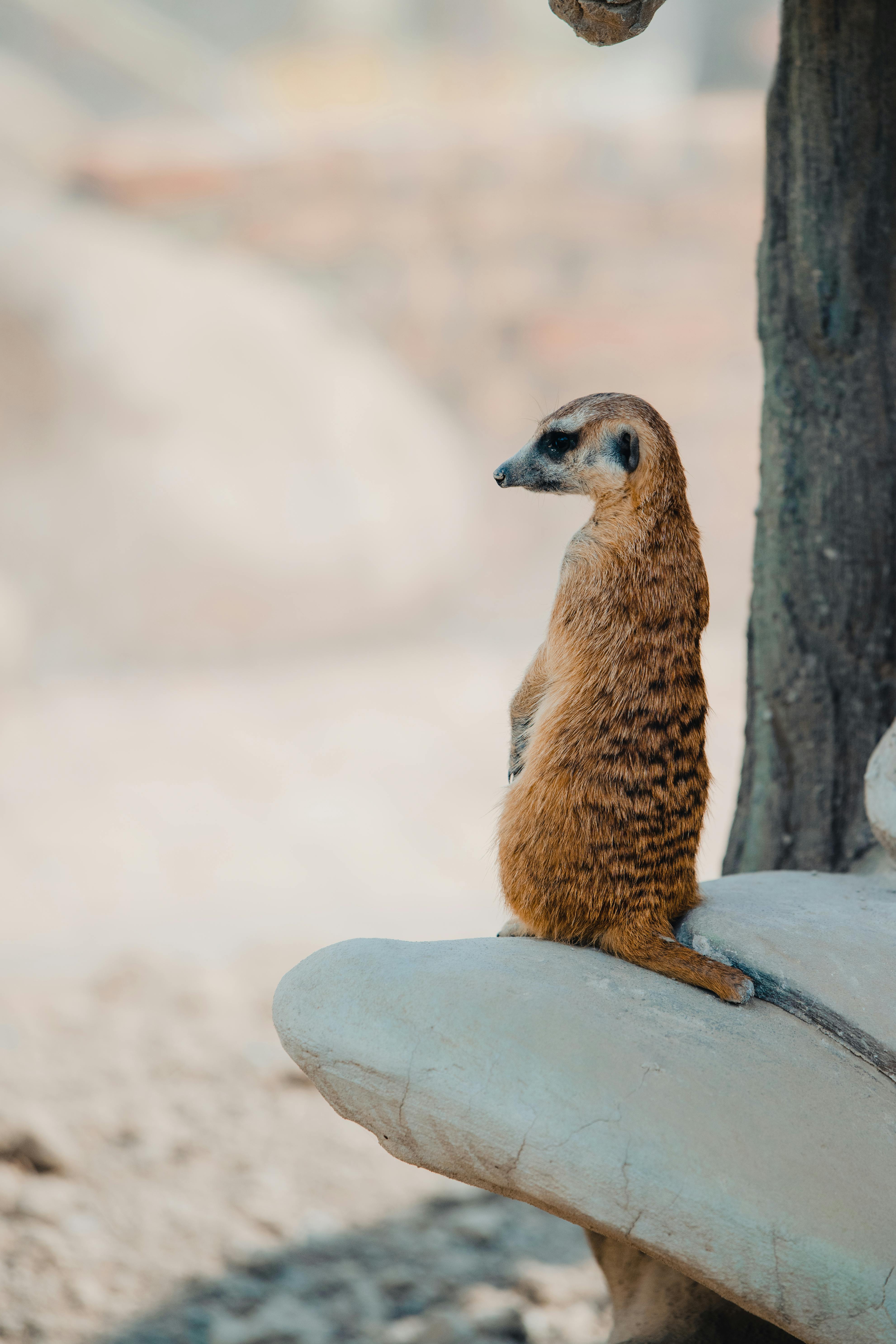 Close up of Meerkat · Free Stock Photo