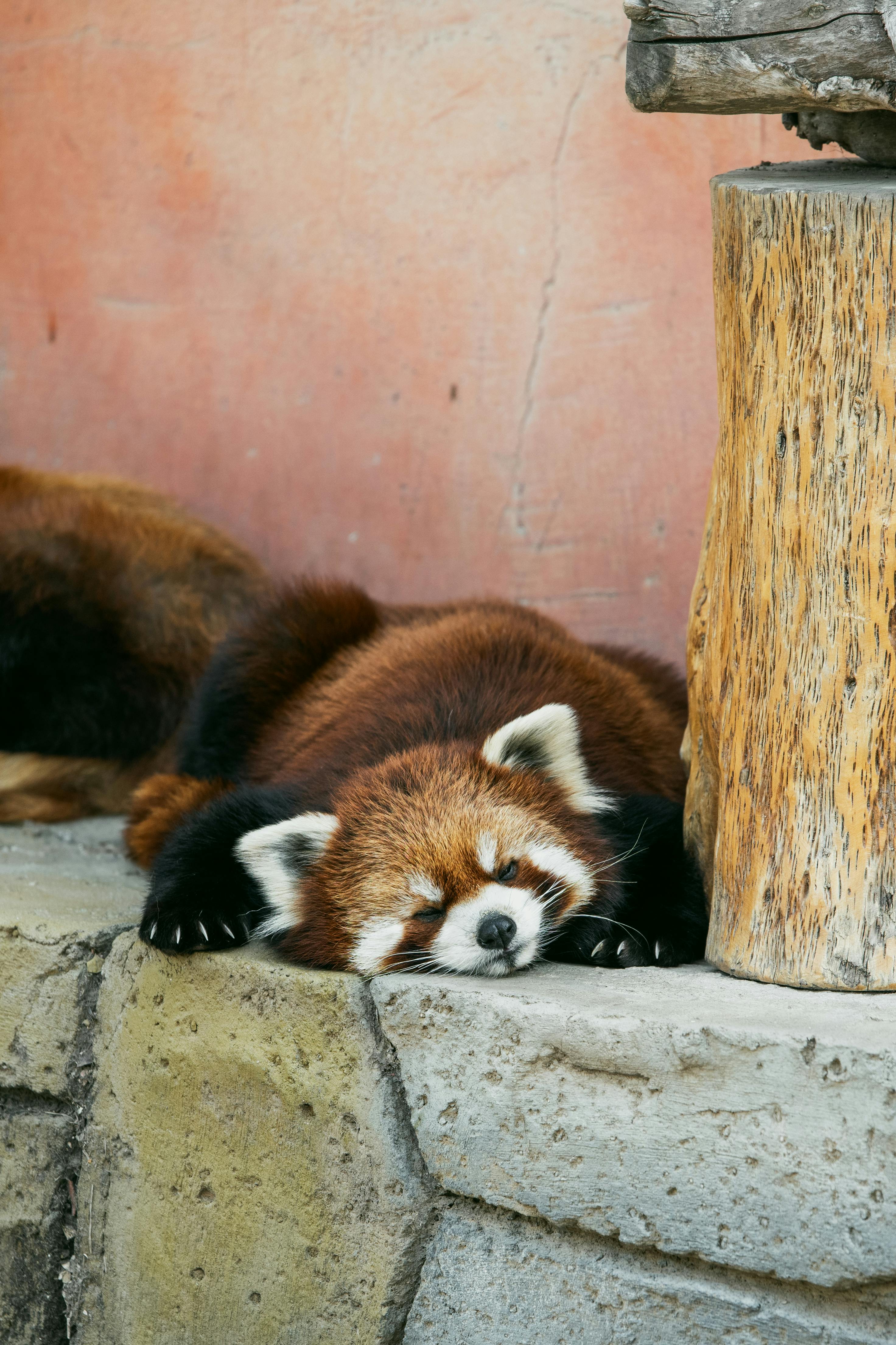 Baby Red Pandas Sleeping