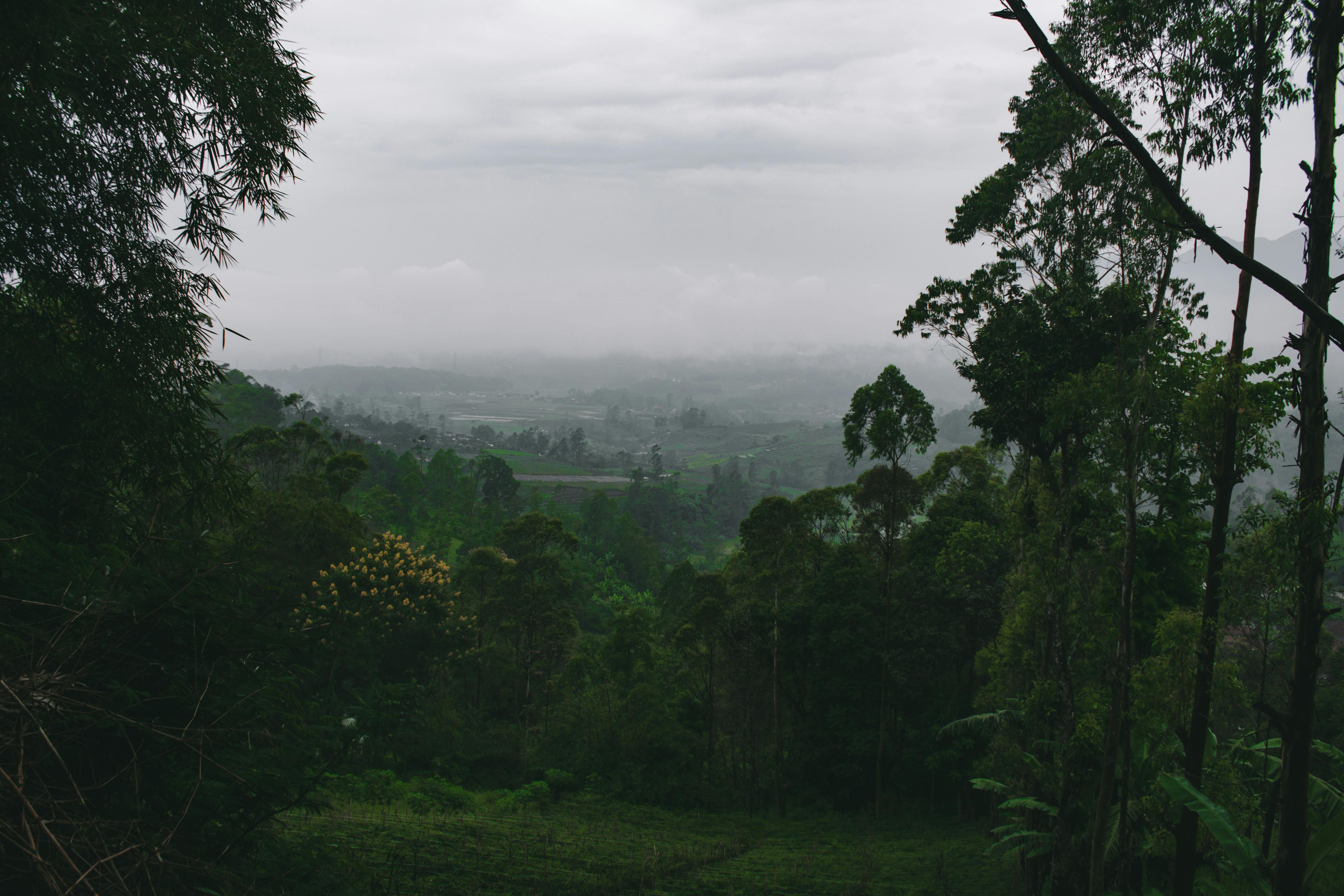 Overcast Forest Photos, Download The BEST Free Overcast Forest Stock ...