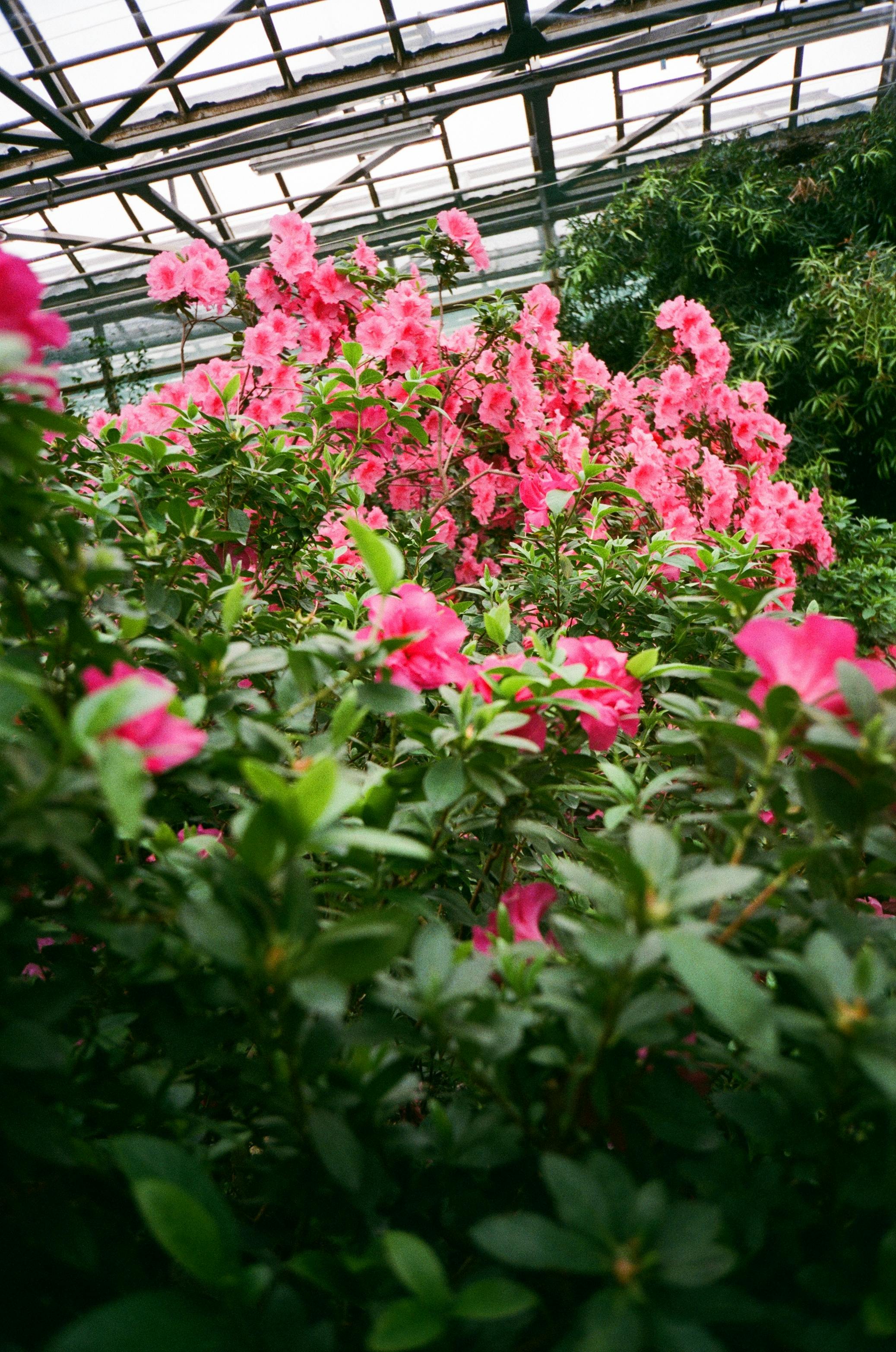 Pink Flowers in a Greenhouse · Free Stock Photo
