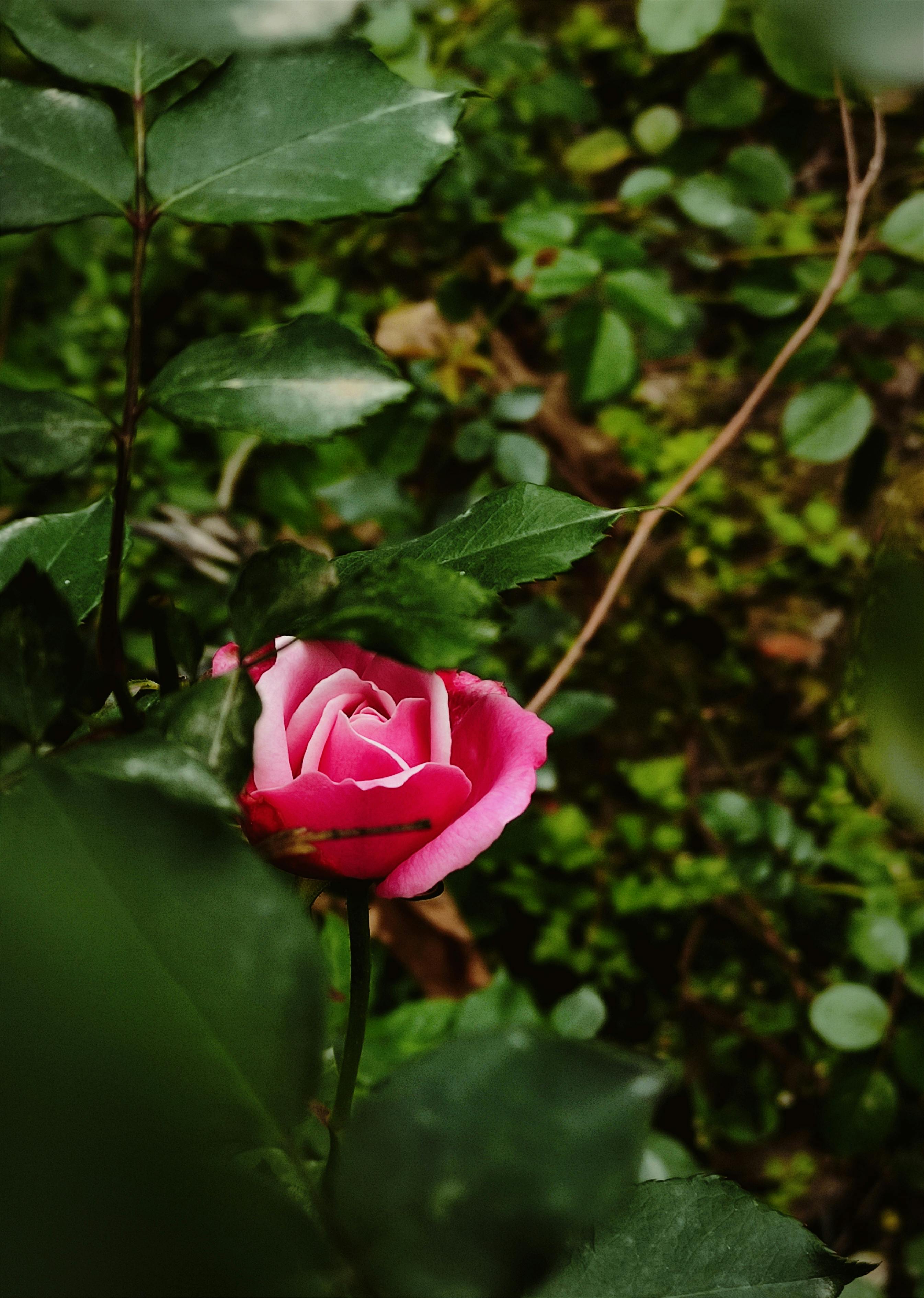 Foto Rose Photos, Download The BEST Free Foto Rose Stock Photos & HD Images