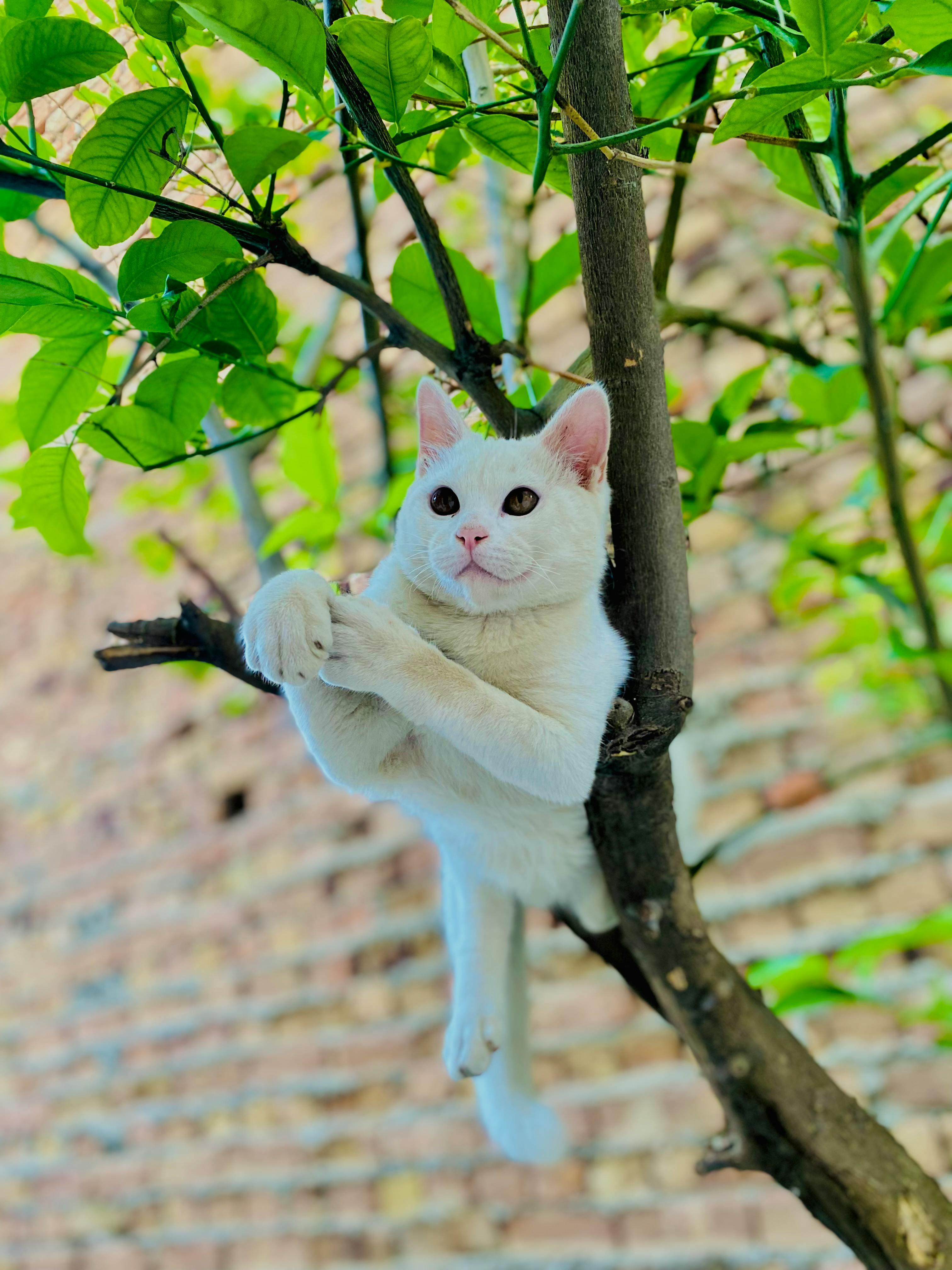 Cat on Tree · Free Stock Photo