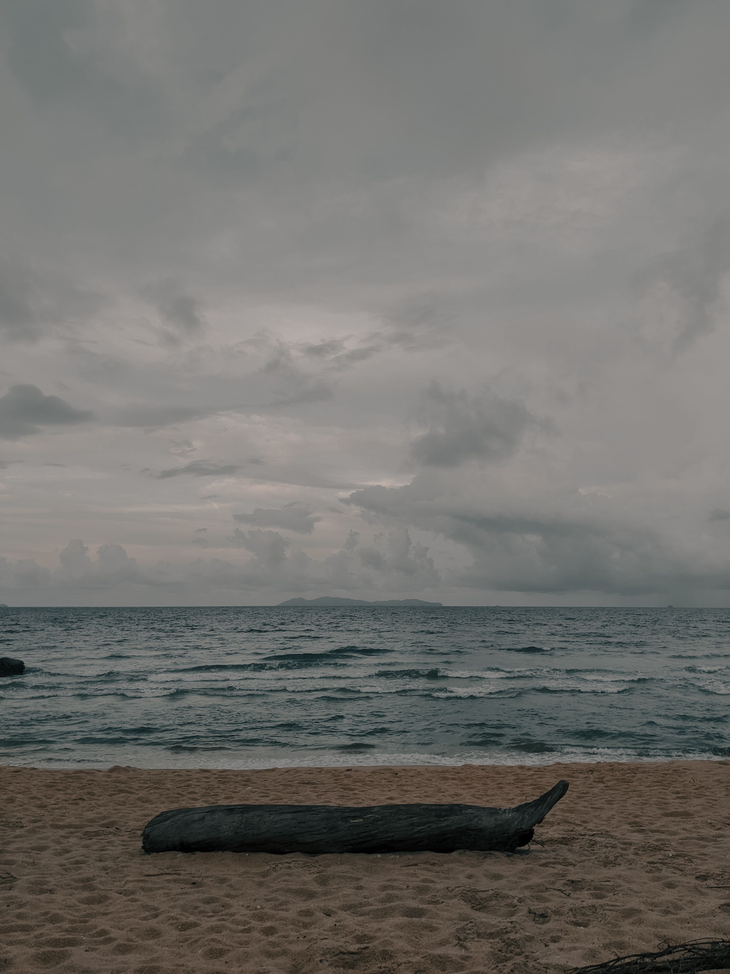 Man Holding Flower on Beach · Free Stock Photo