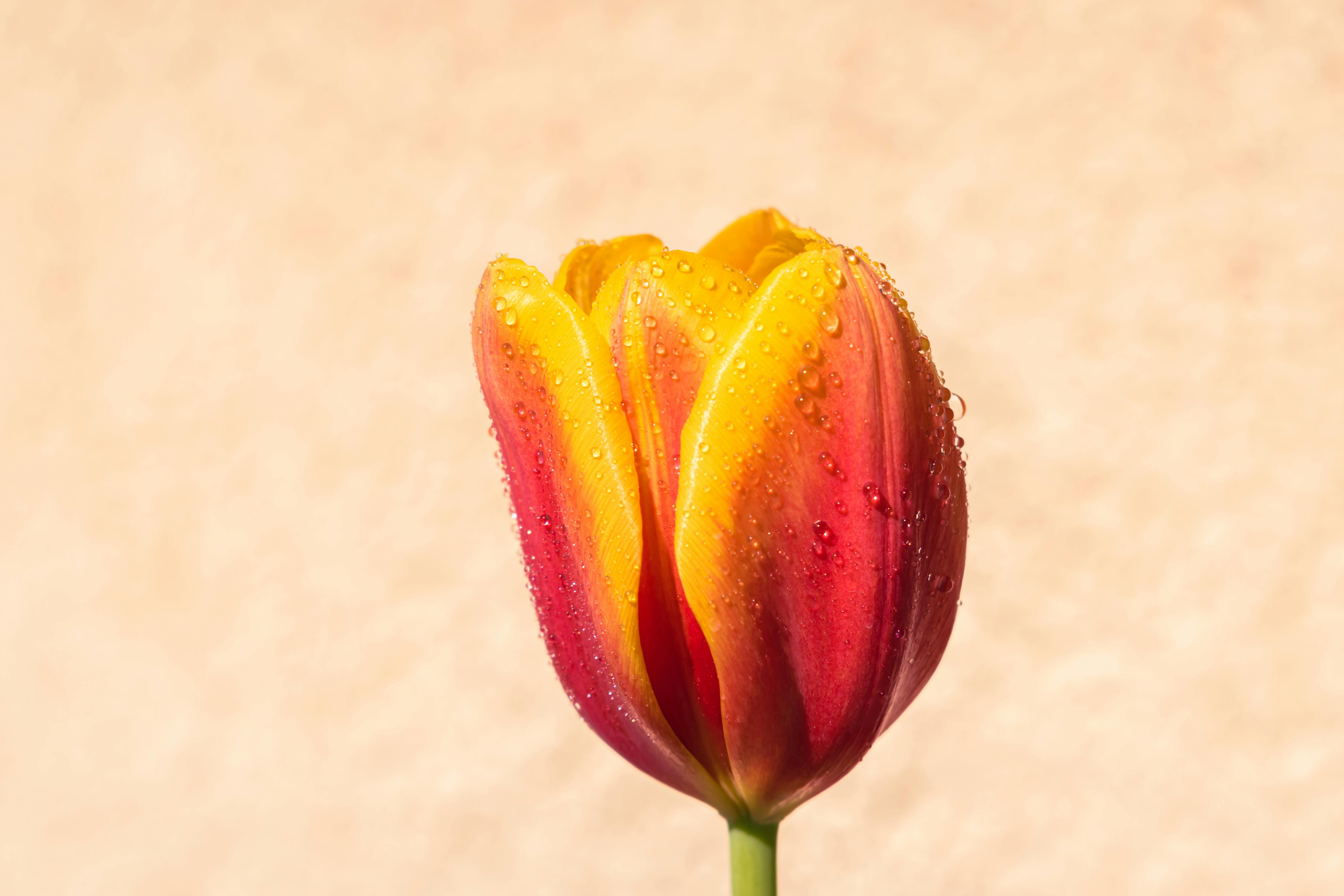 A single tulip is shown against a beige background · Free Stock Photo