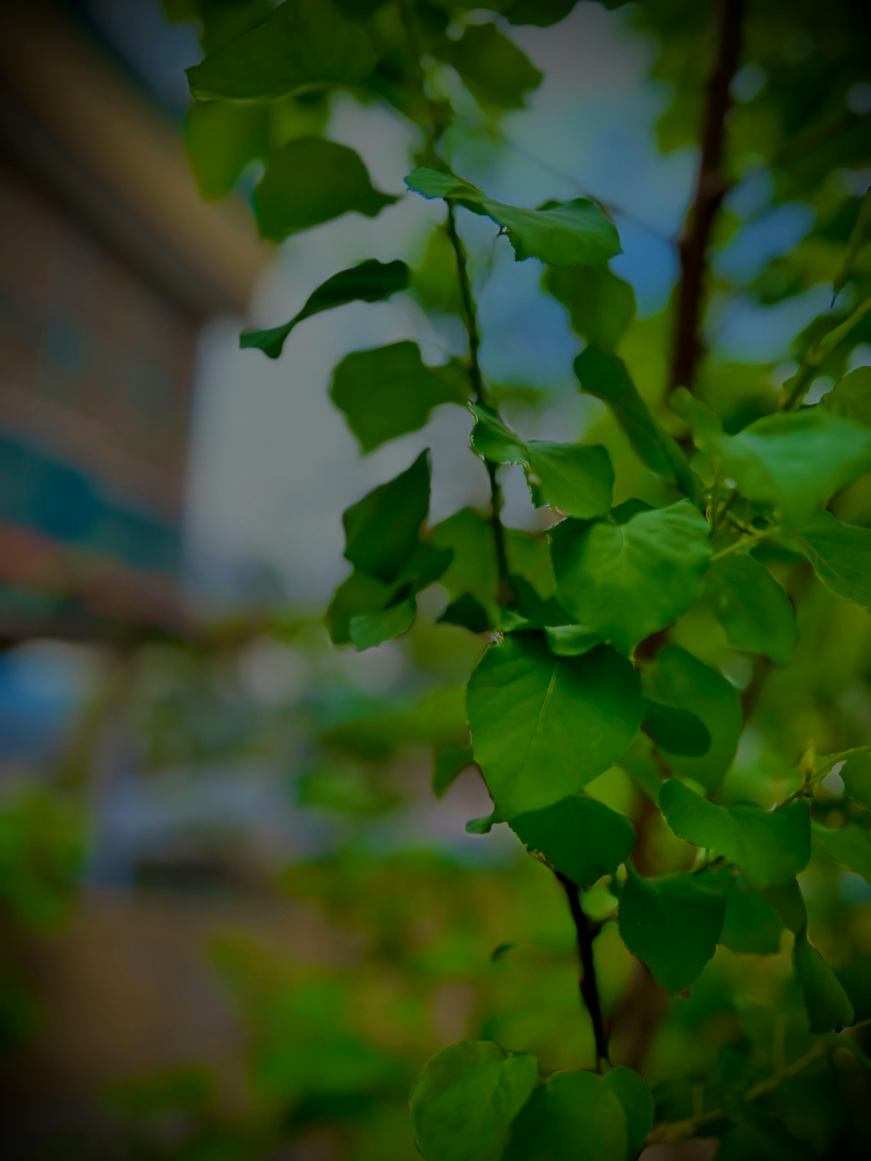 Ammaz Rasheed - 摄影