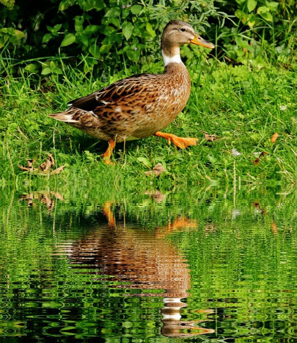 10,000+ Best Duck Photos · 100% Free Download · Pexels Stock Photos