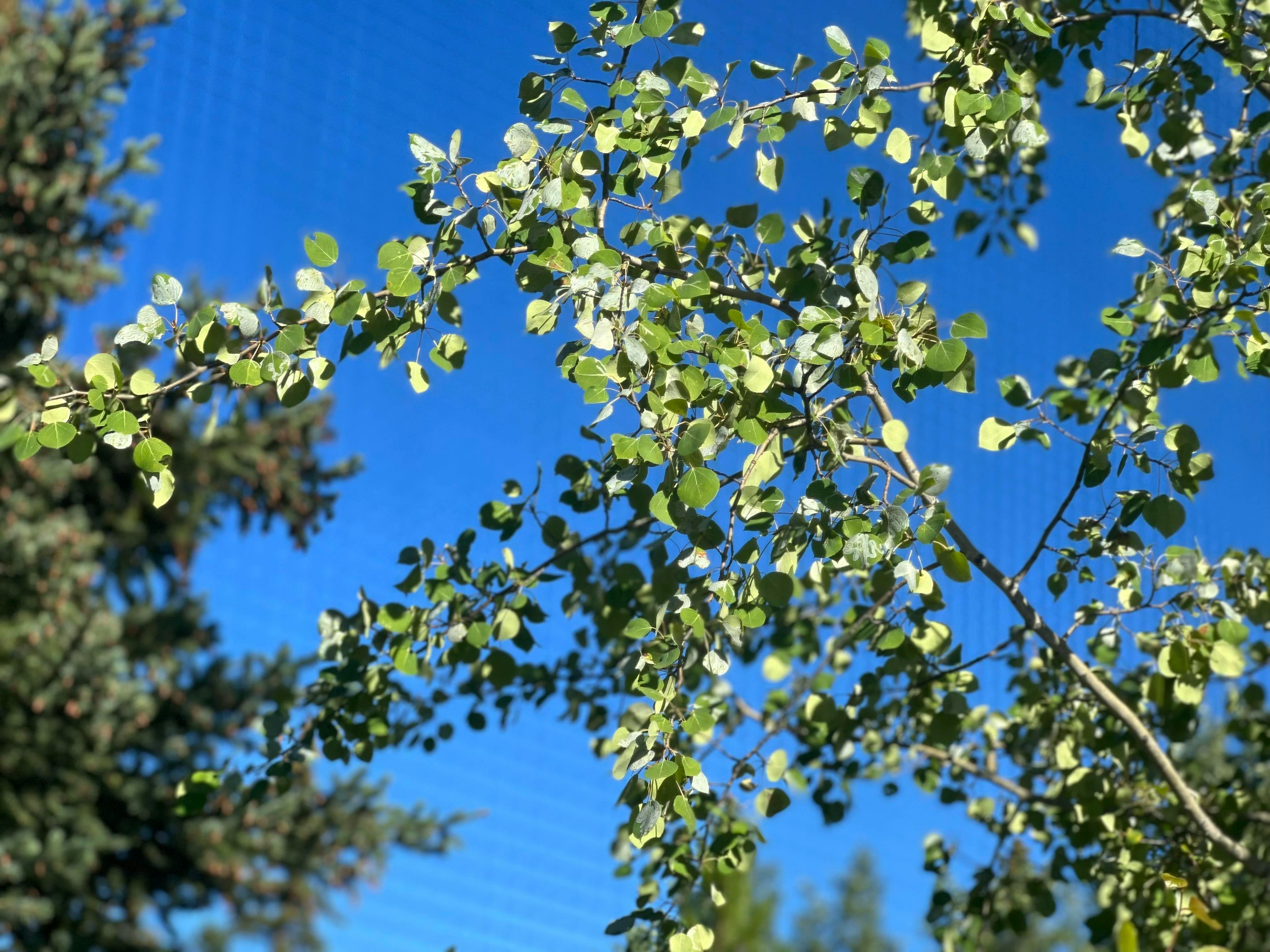 Close up of Sunlit Leaves · Free Stock Photo