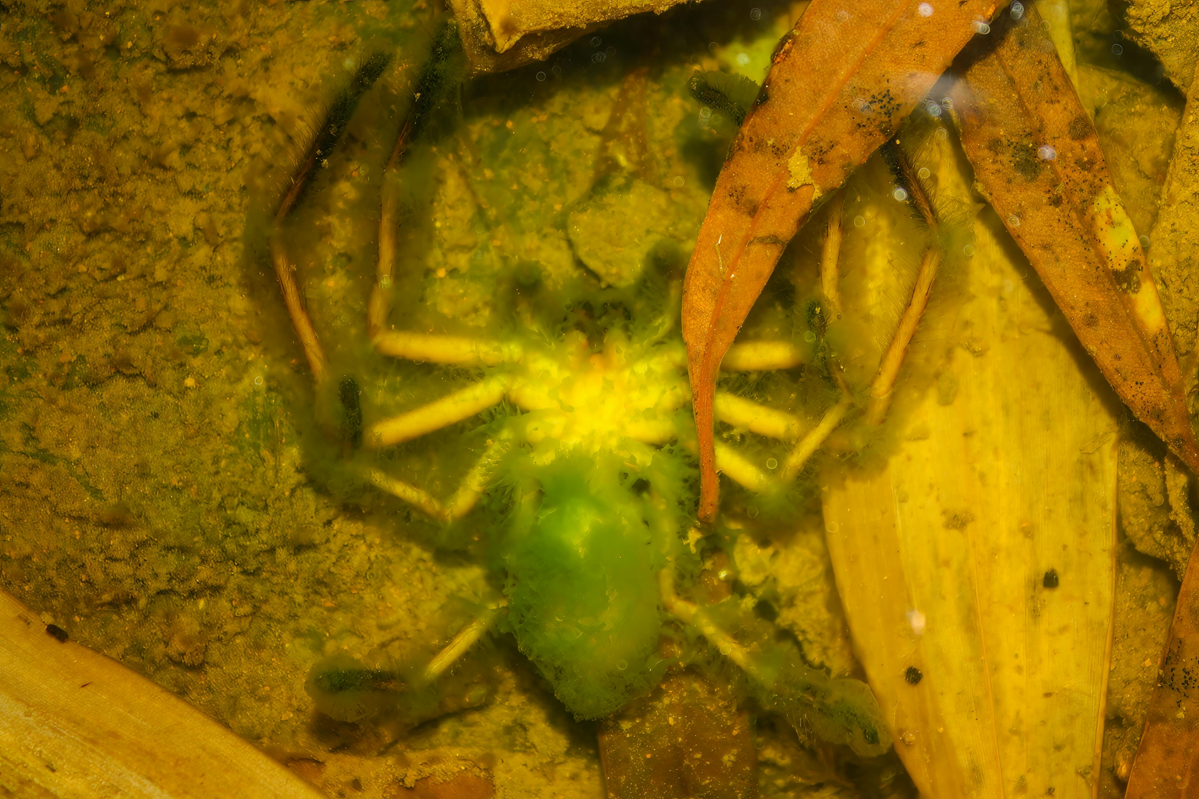 Triumph Success - Photography