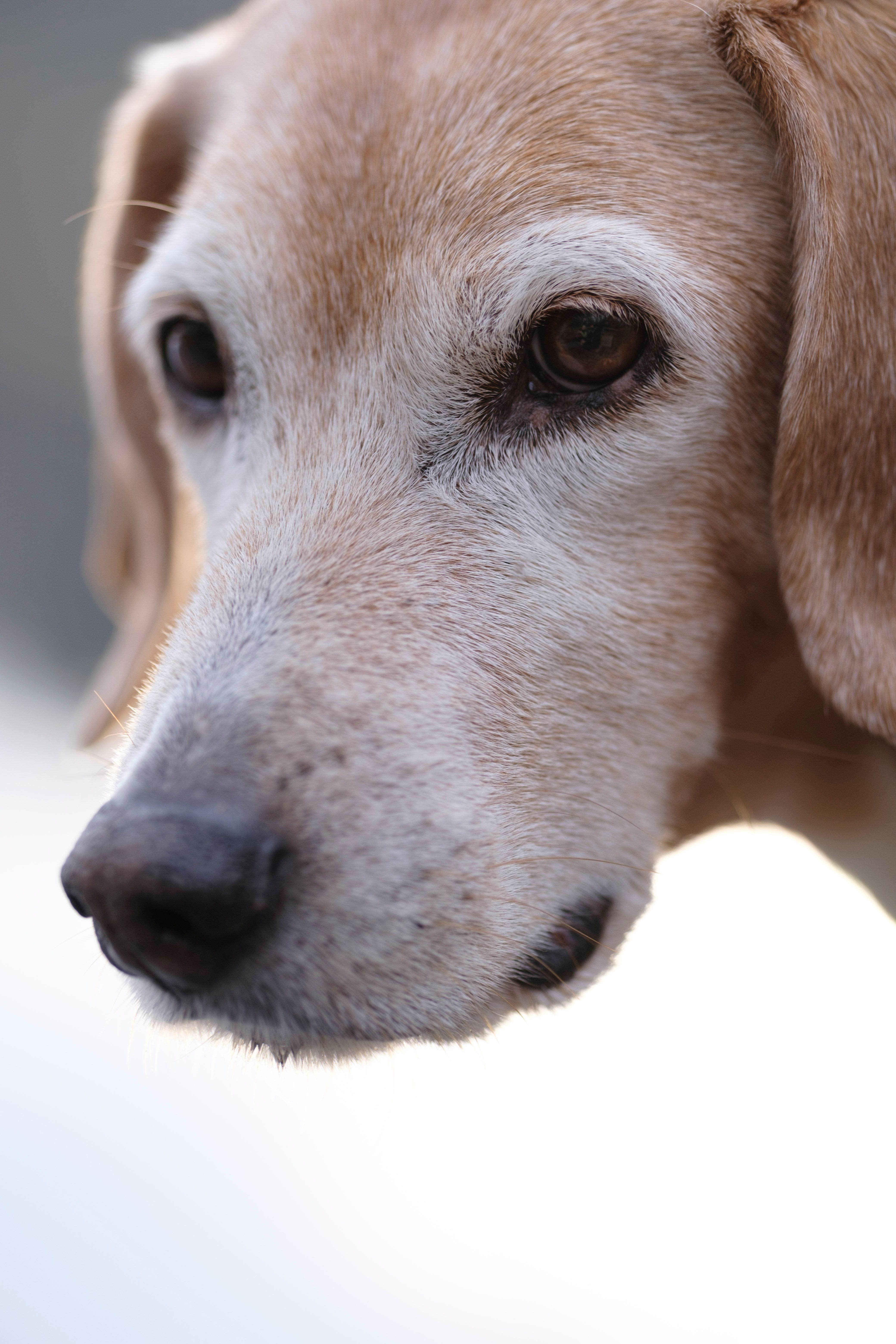 Head of Dog · Free Stock Photo