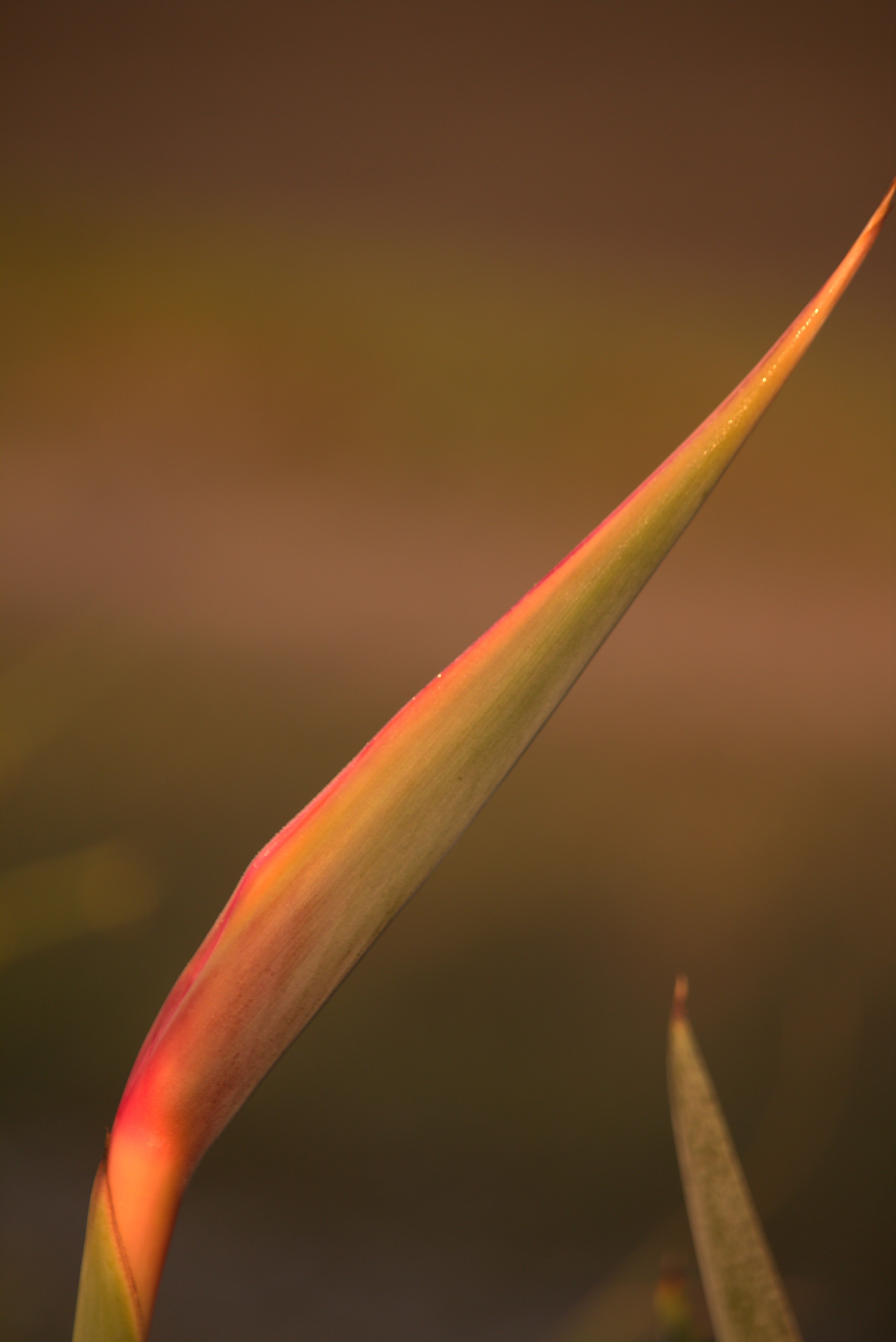 Close up of Long Leaf · Free Stock Photo