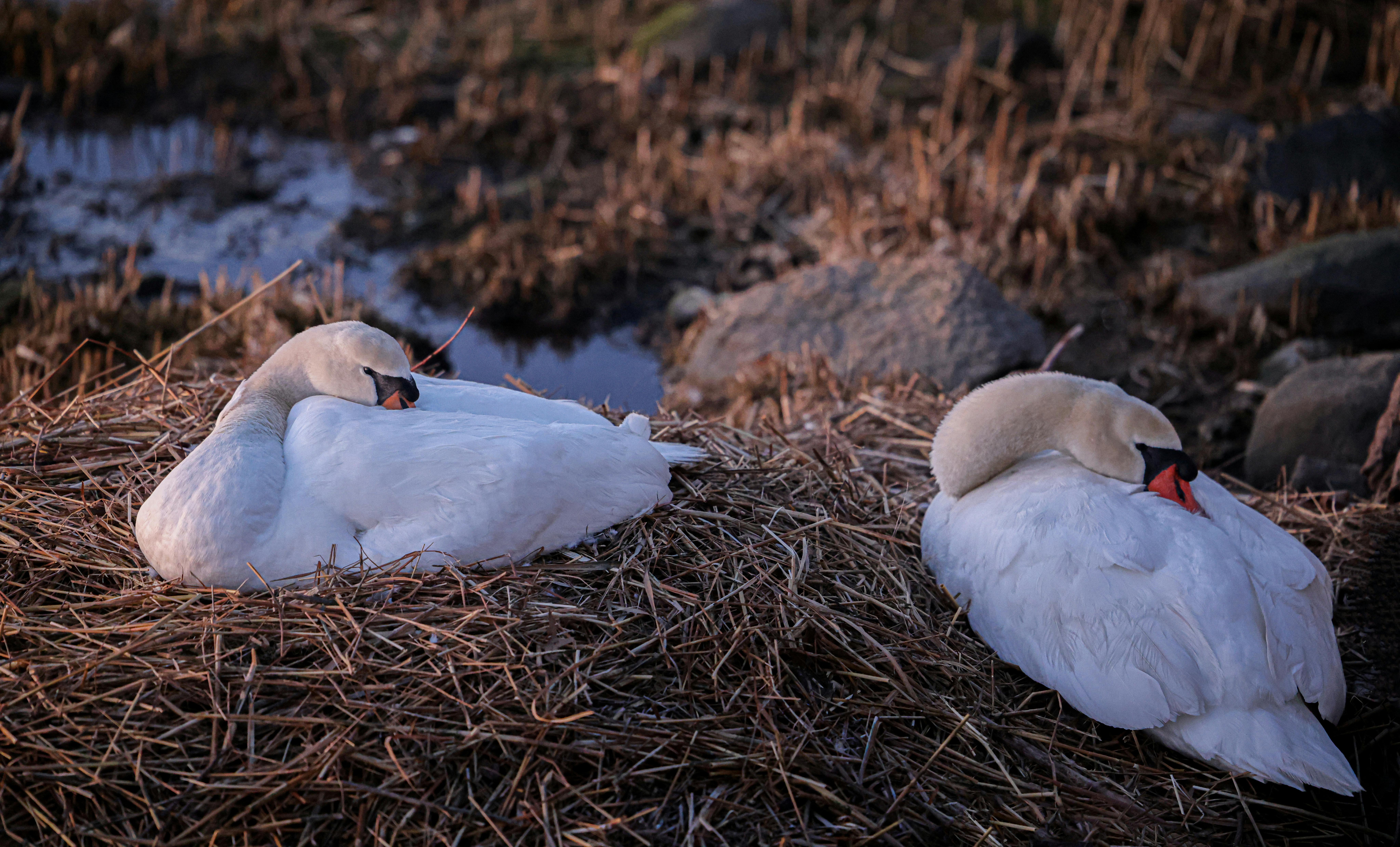 Swans in a Nest · Free Stock Photo