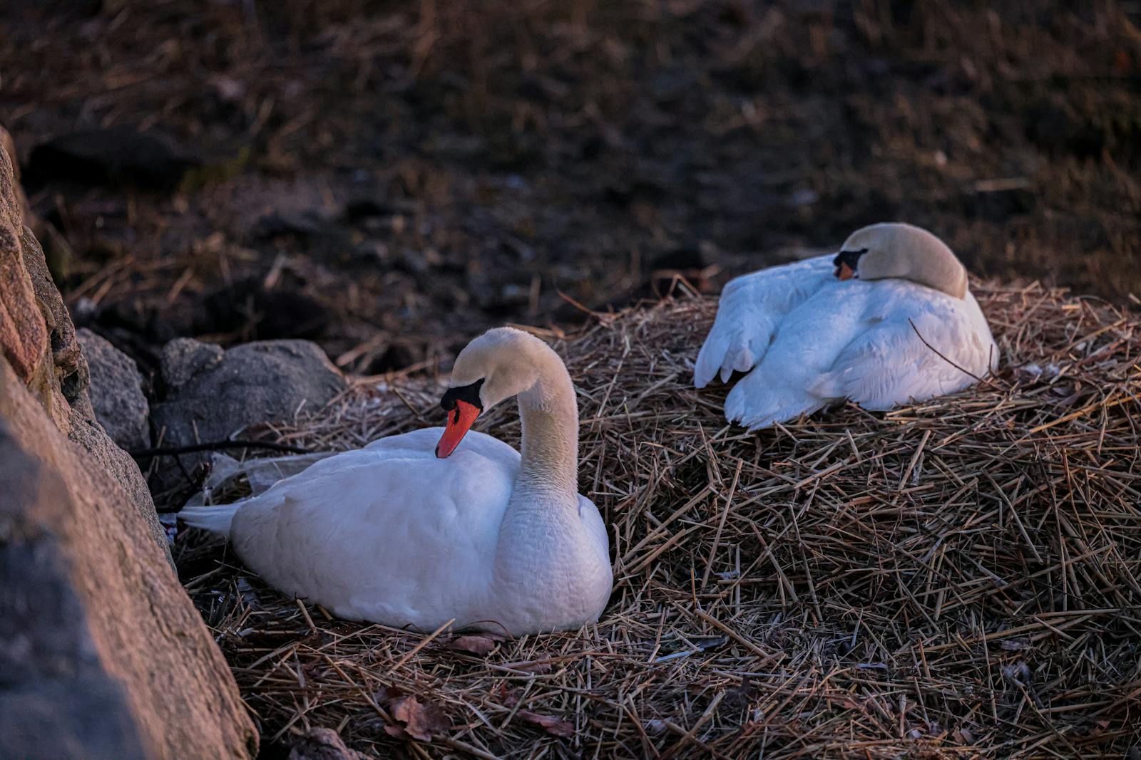 Swans The Skeleton Photos, Download The BEST Free Swans The Skeleton ...