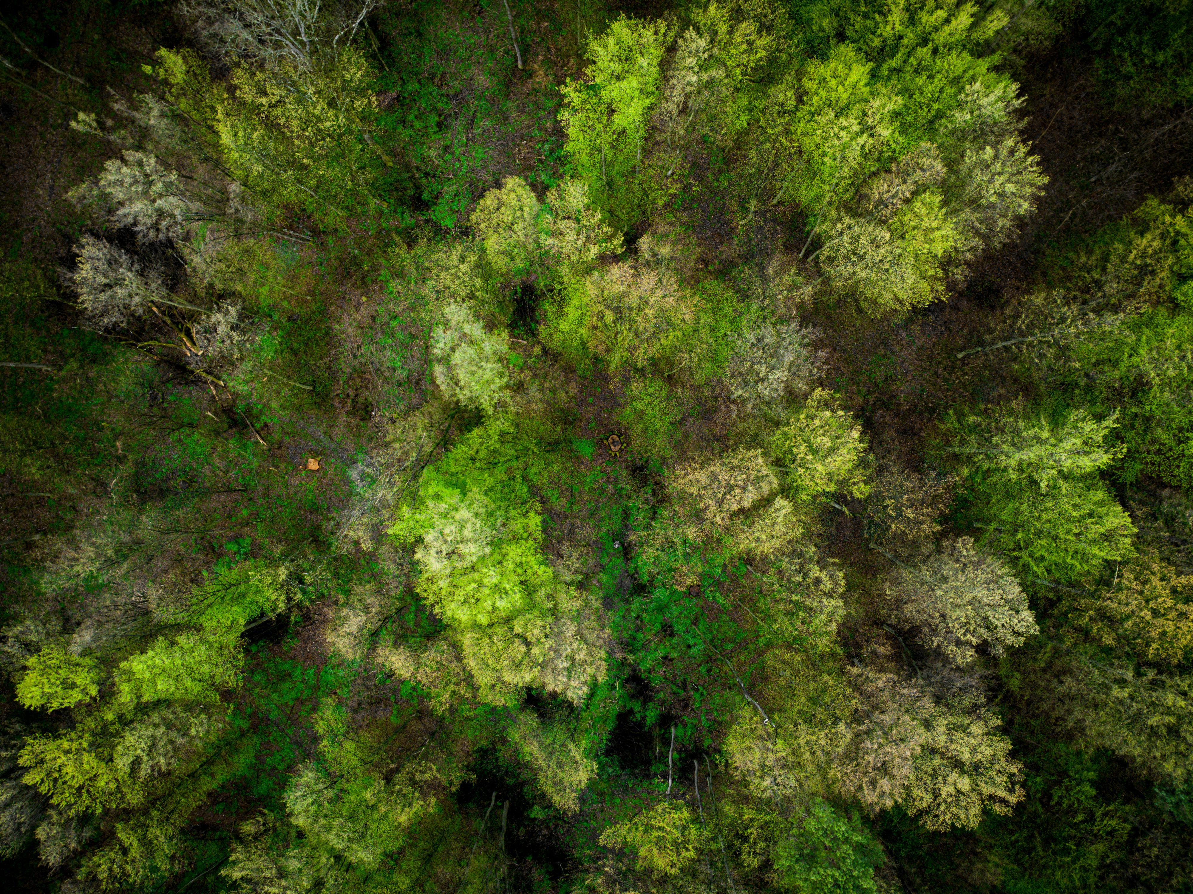 Coniferous Trees Seen From Above · Free Stock Photo
