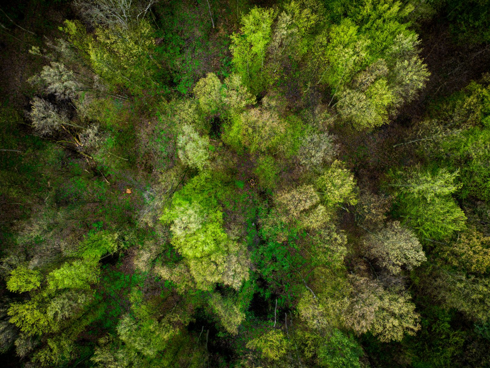 Forest Above Photos, Download The BEST Free Forest Above Stock Photos ...