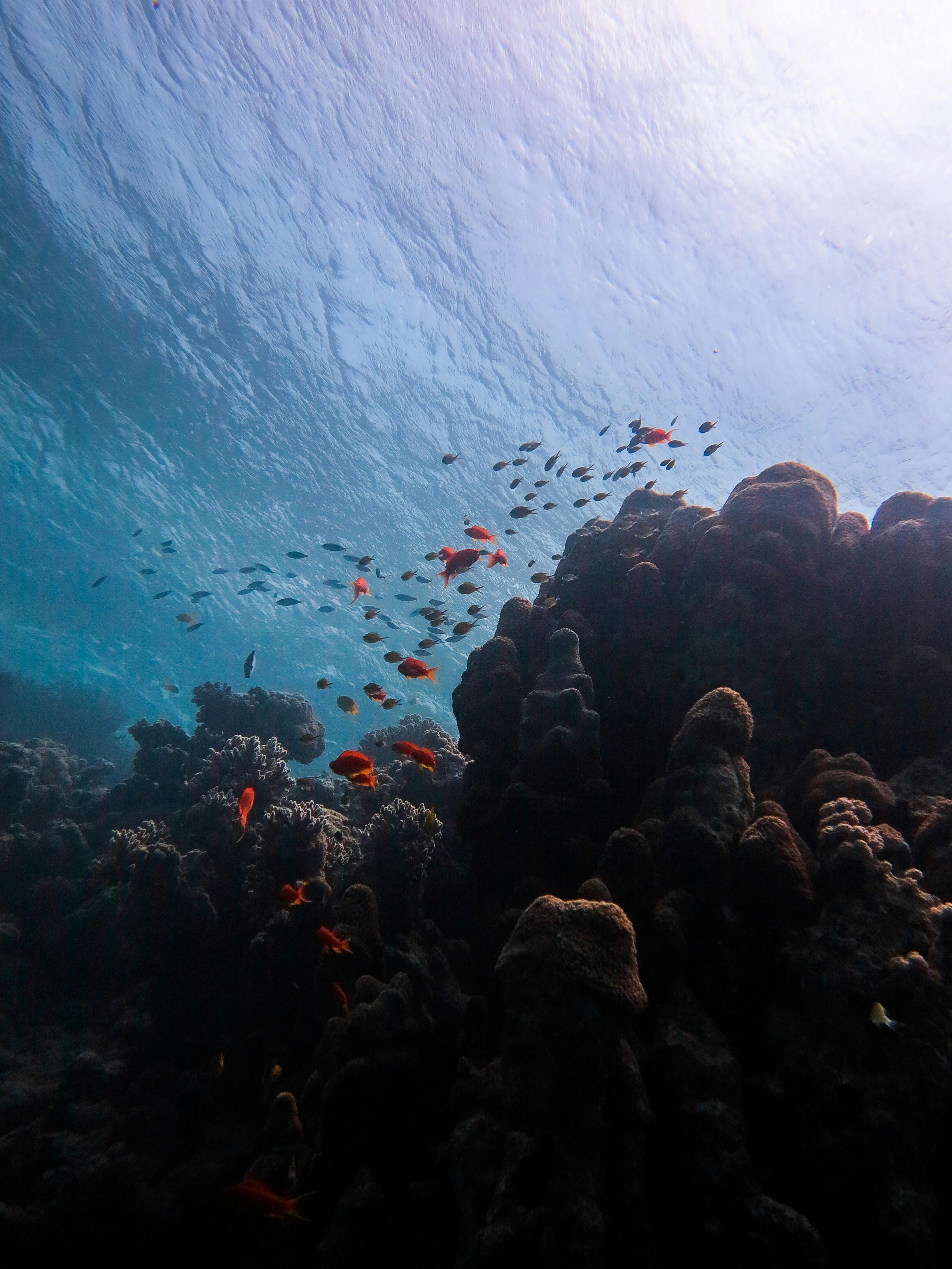 Gray and Black Coral Reef · Free Stock Photo