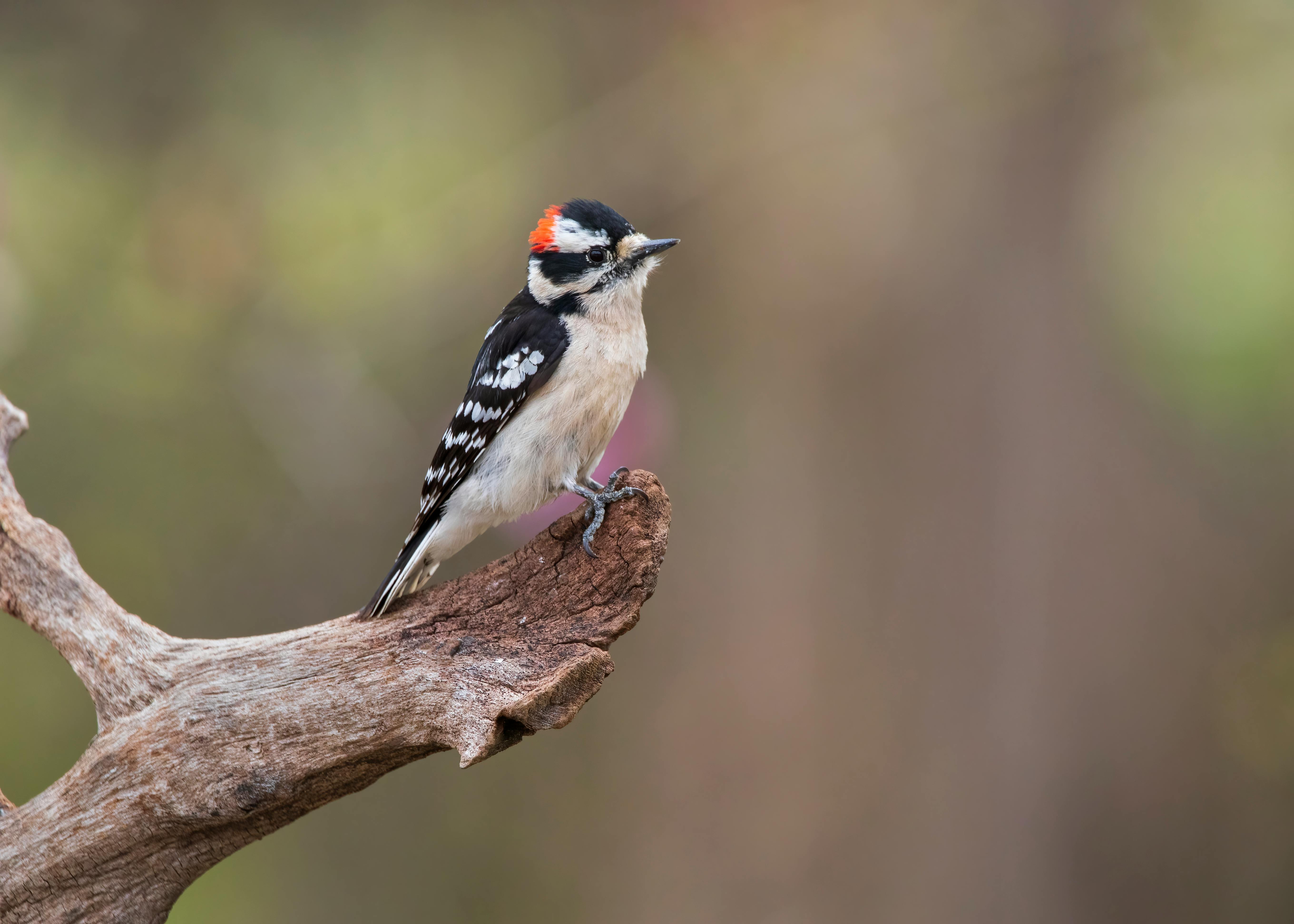 Cardinal With Flower Photos, Download The BEST Free Cardinal With ...