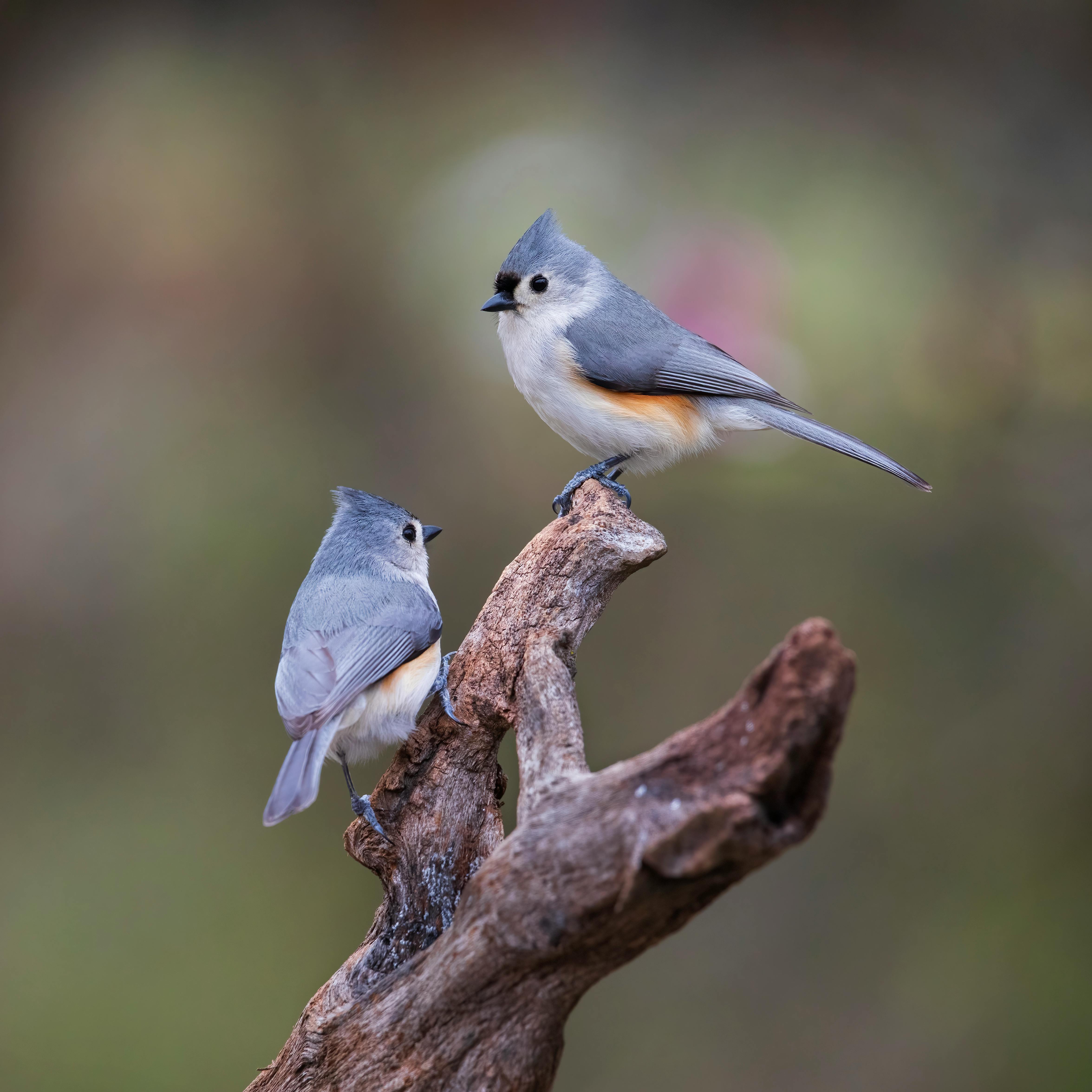 Eater Birds Photos, Download The BEST Free Eater Birds Stock Photos ...