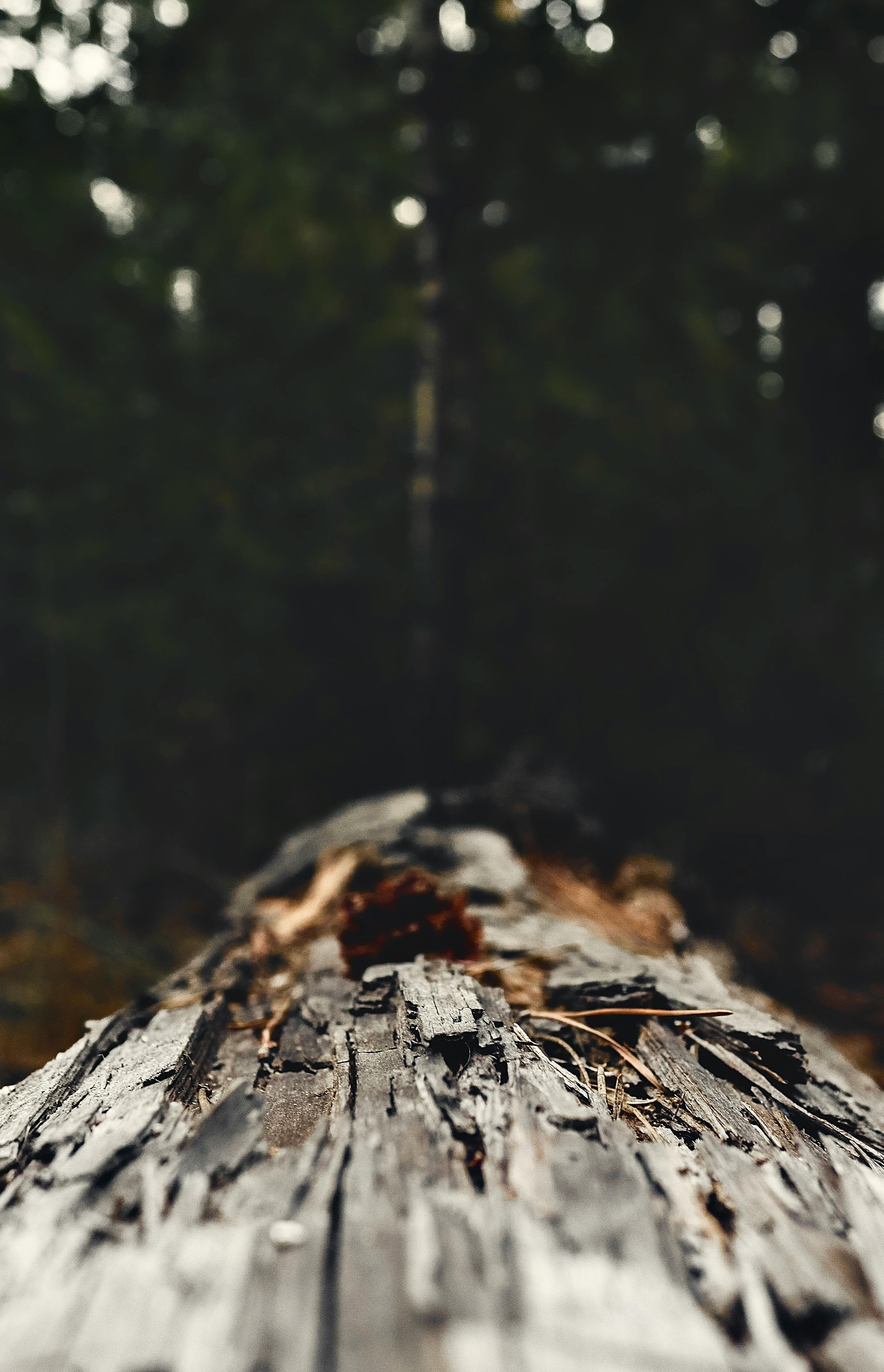 Wood Rotting Photos, Download The BEST Free Wood Rotting Stock Photos ...