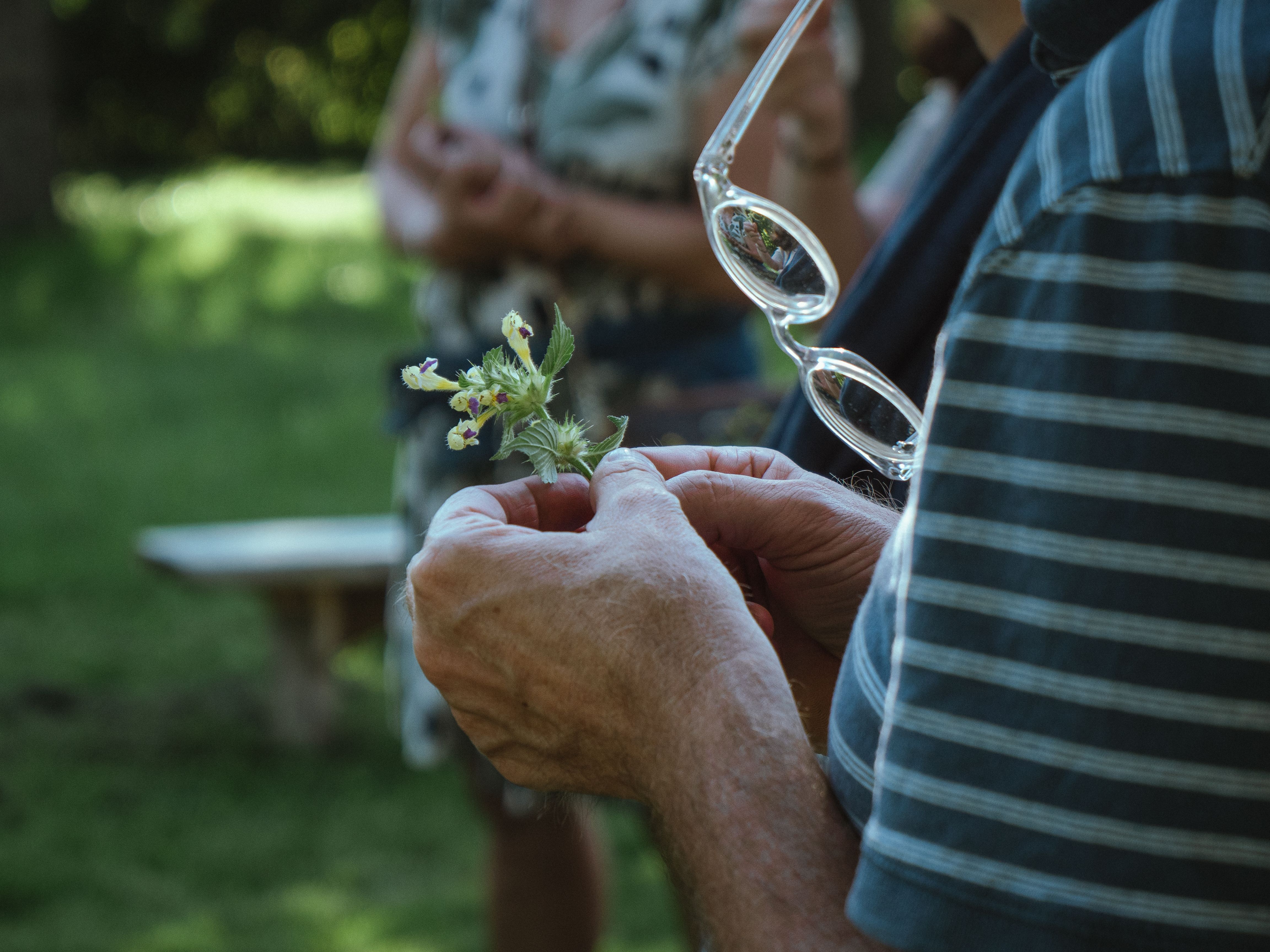 Elderly Man Holding a Shrub · Free Stock Photo