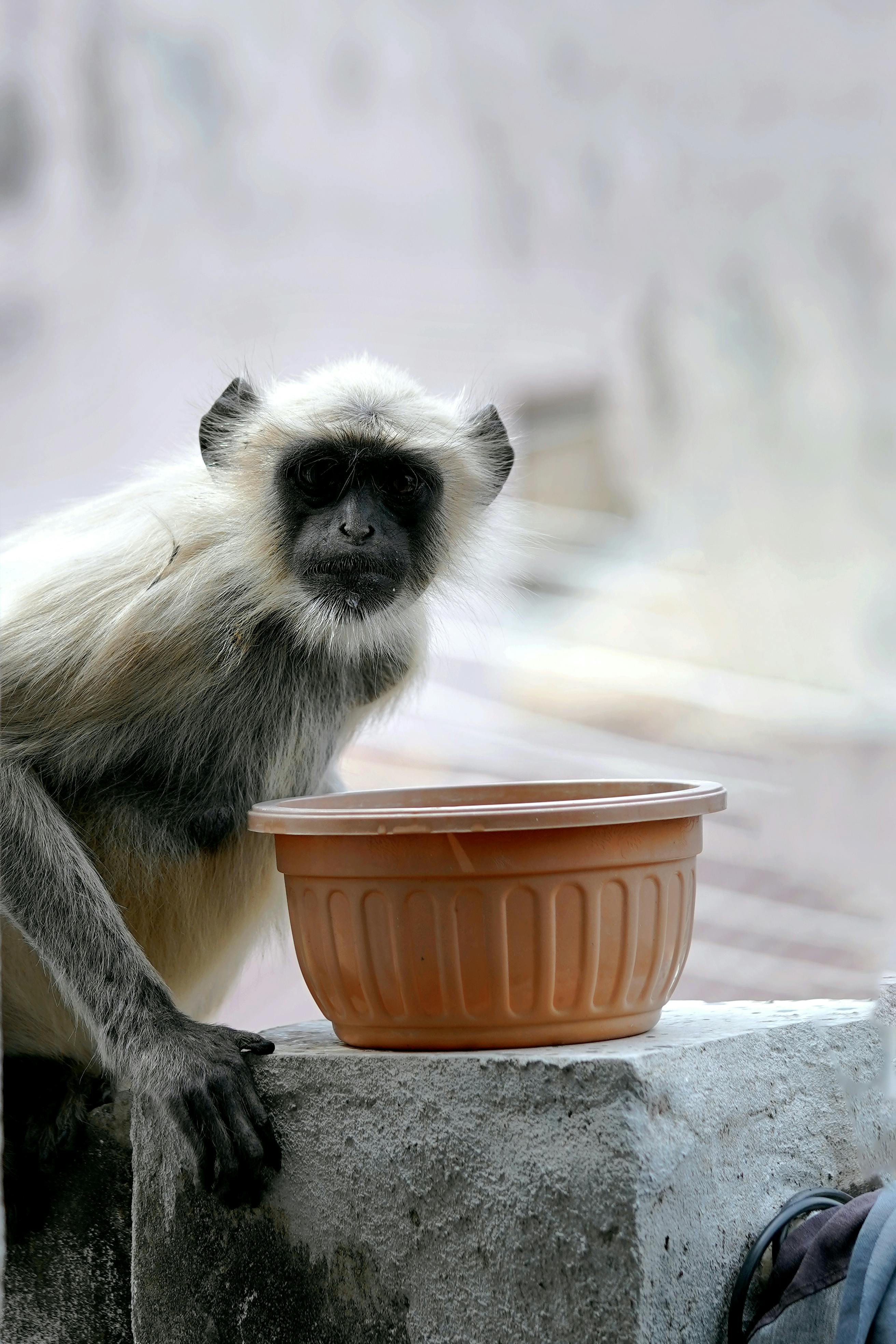 Foto profissional gratuita de animal, foco seletivo, macaco, panela ...