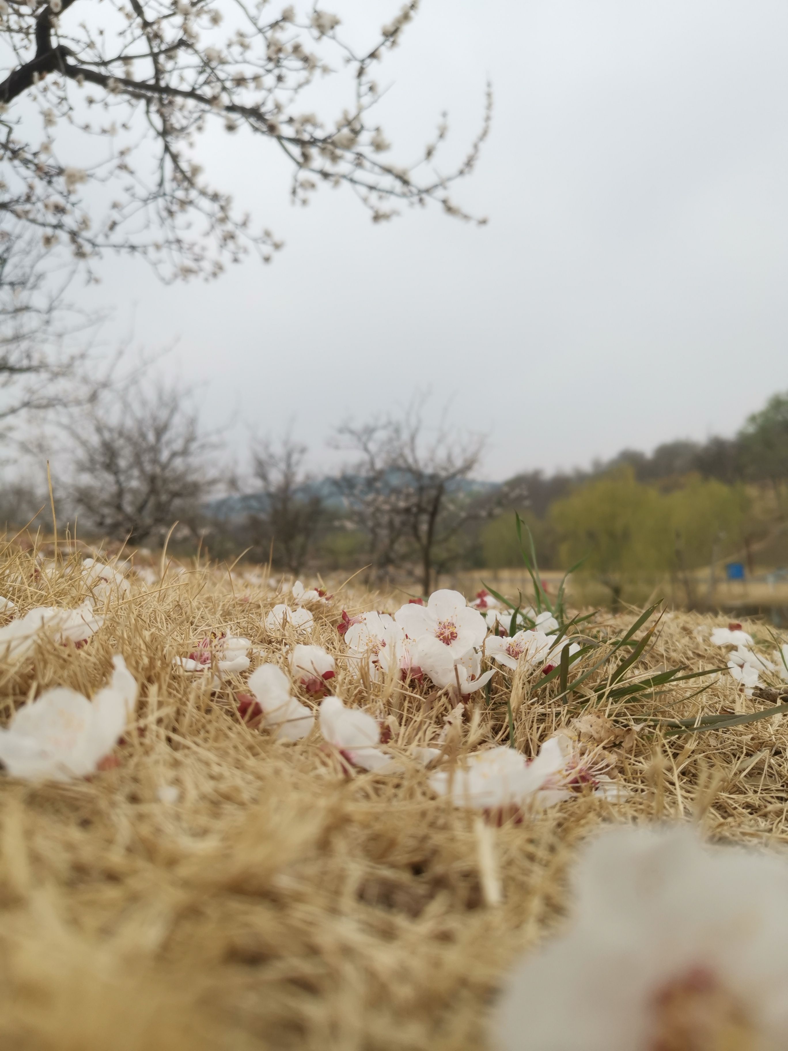 White Gumball Flowers Photos, Download The BEST Free White Gumball ...
