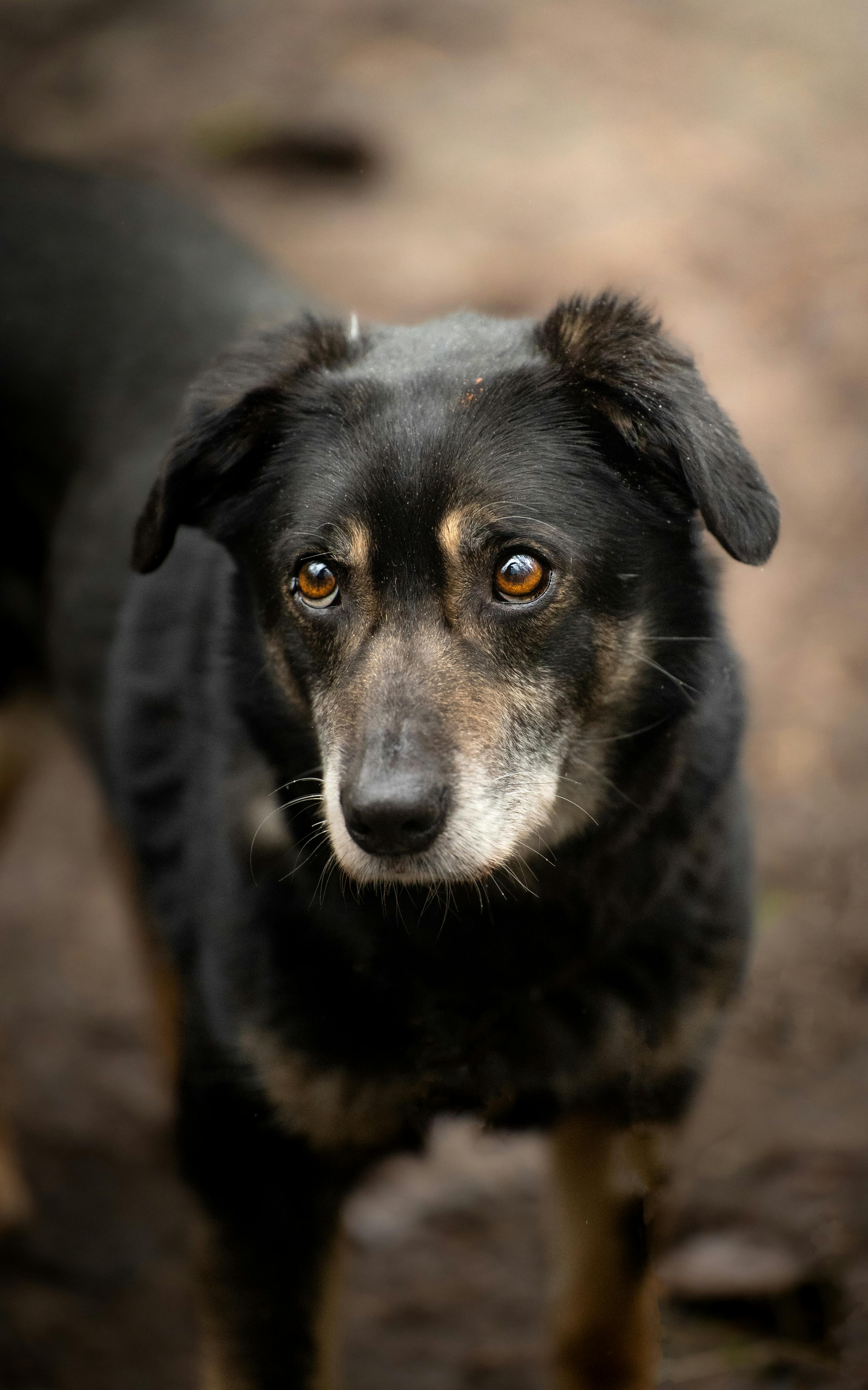 Free Id Pciture Photos, Download The BEST Free Free Id Pciture Stock ...