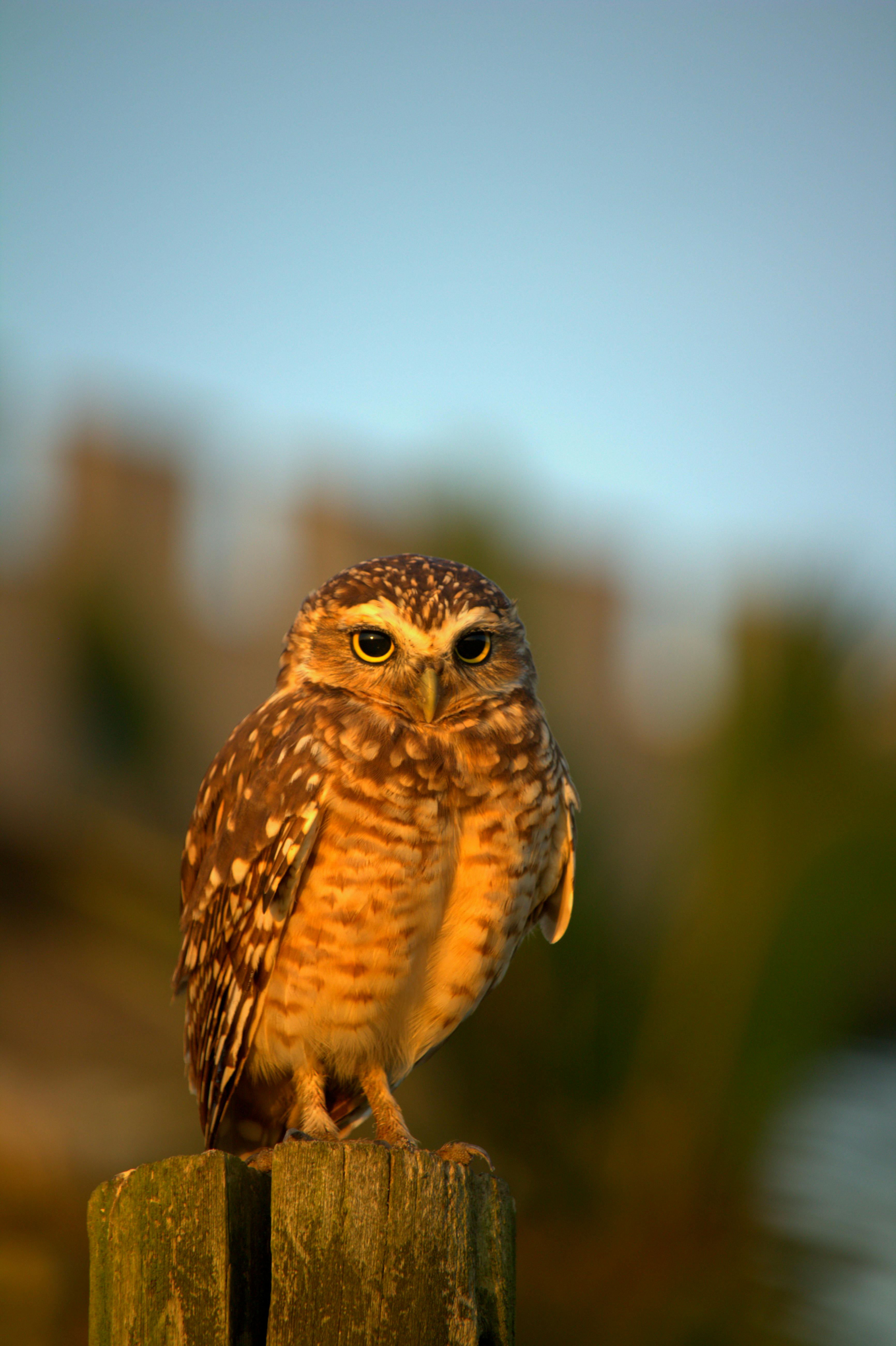 Lock Screen Wallpaper Owl Photos, Download The BEST Free Lock Screen ...