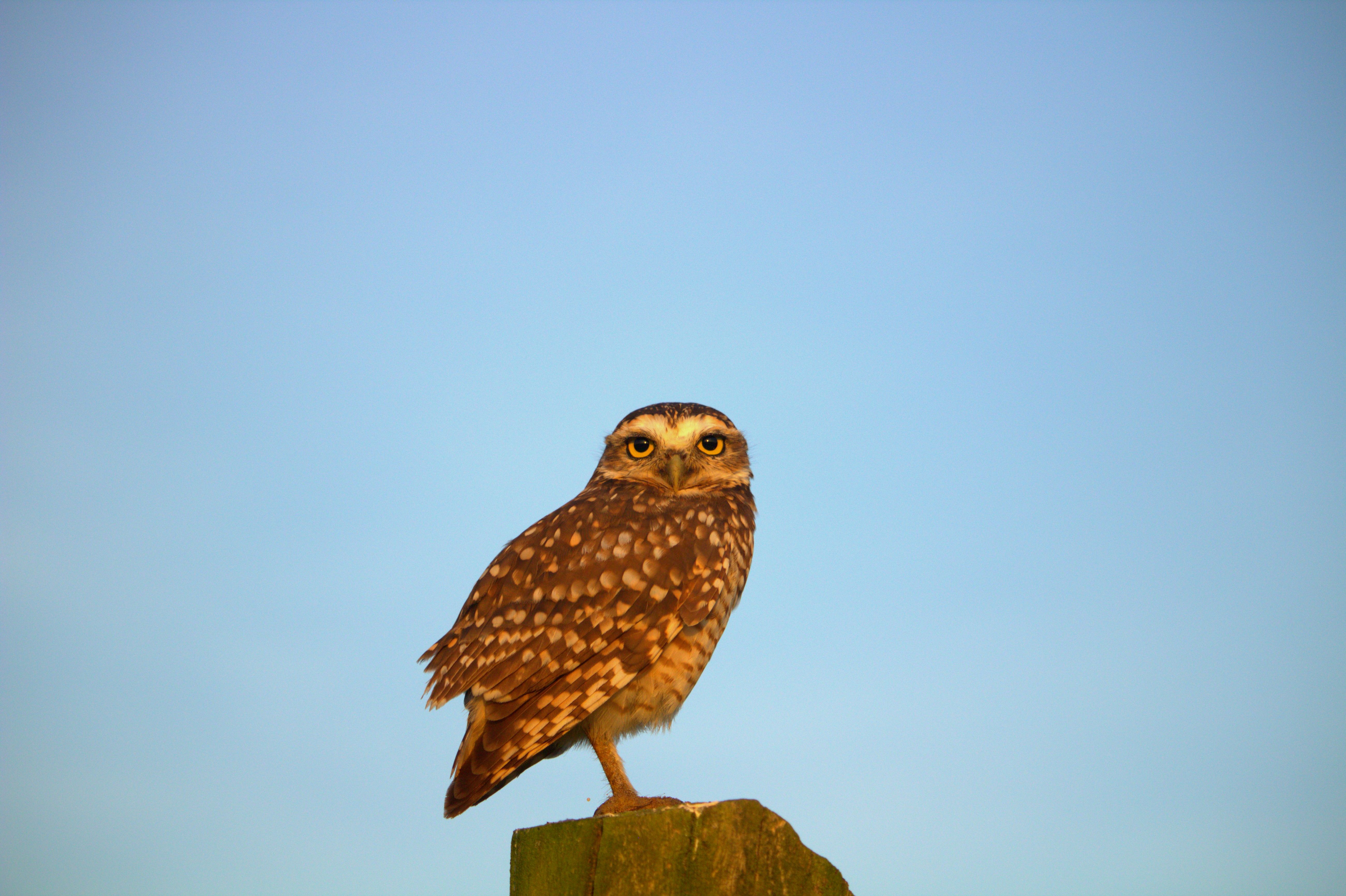 Owl in Nature · Free Stock Photo
