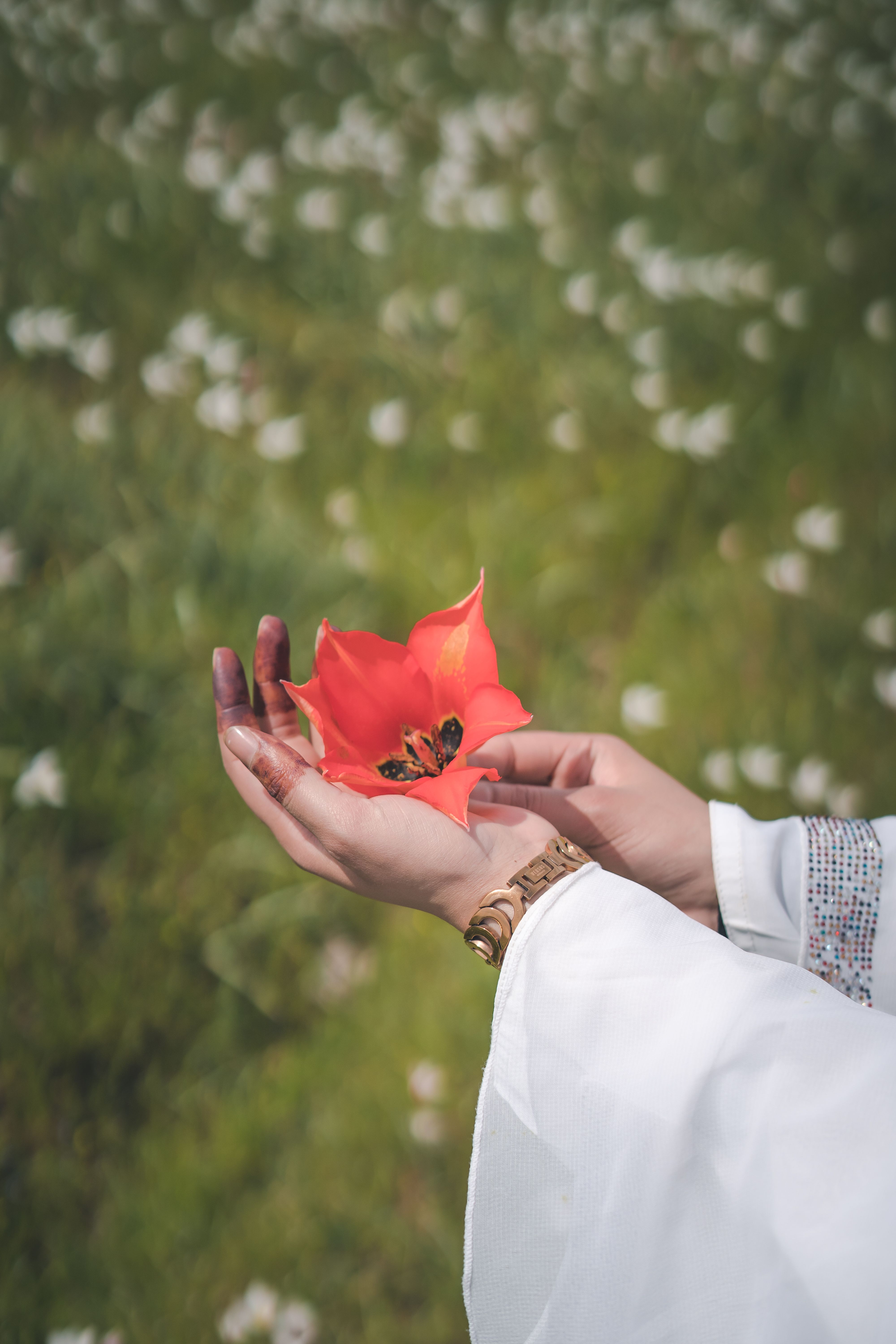 Woman Hands Holding Poppy Flower · Free Stock Photo