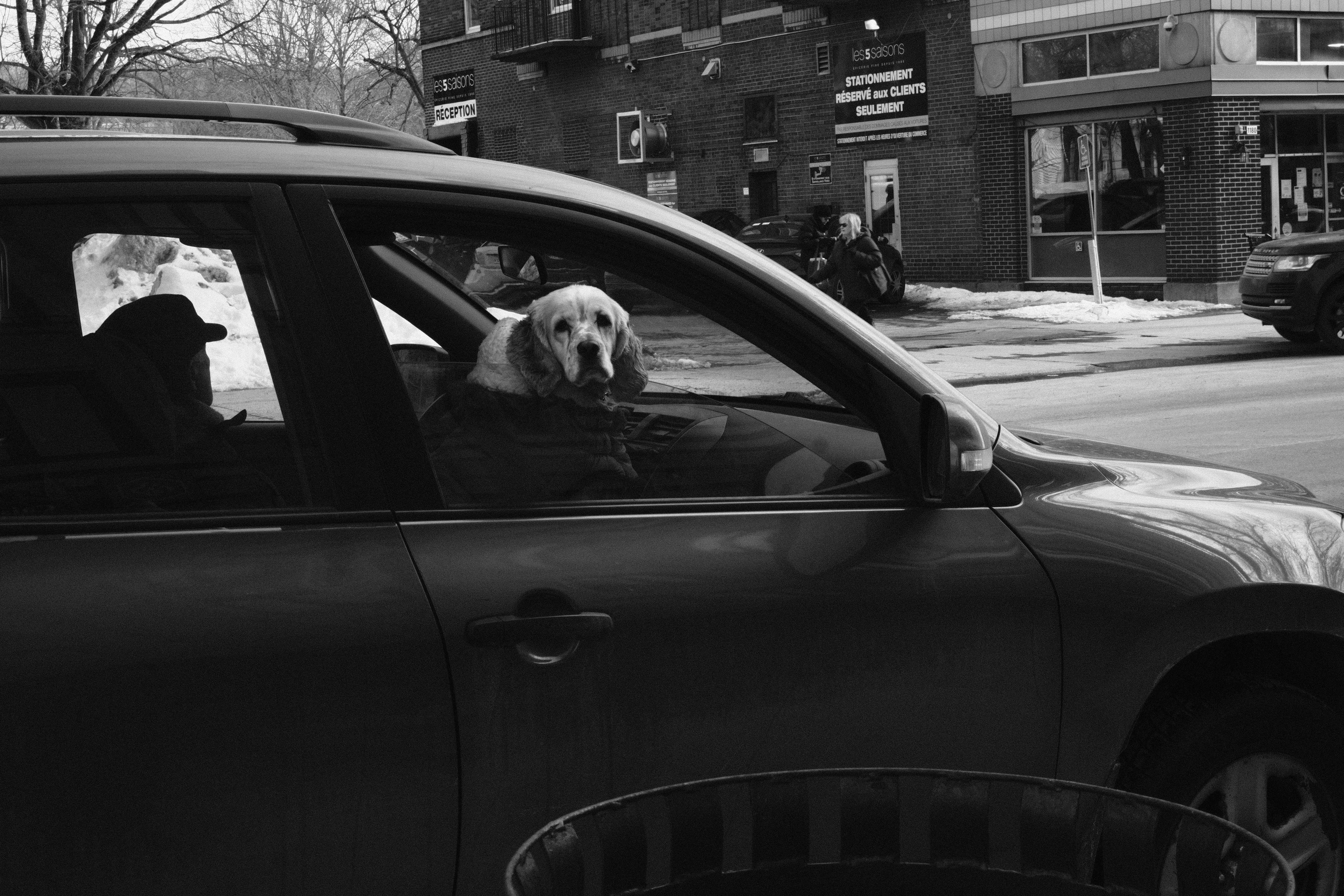 Watching Dog On Camera Photos, Download The BEST Free Watching Dog On ...