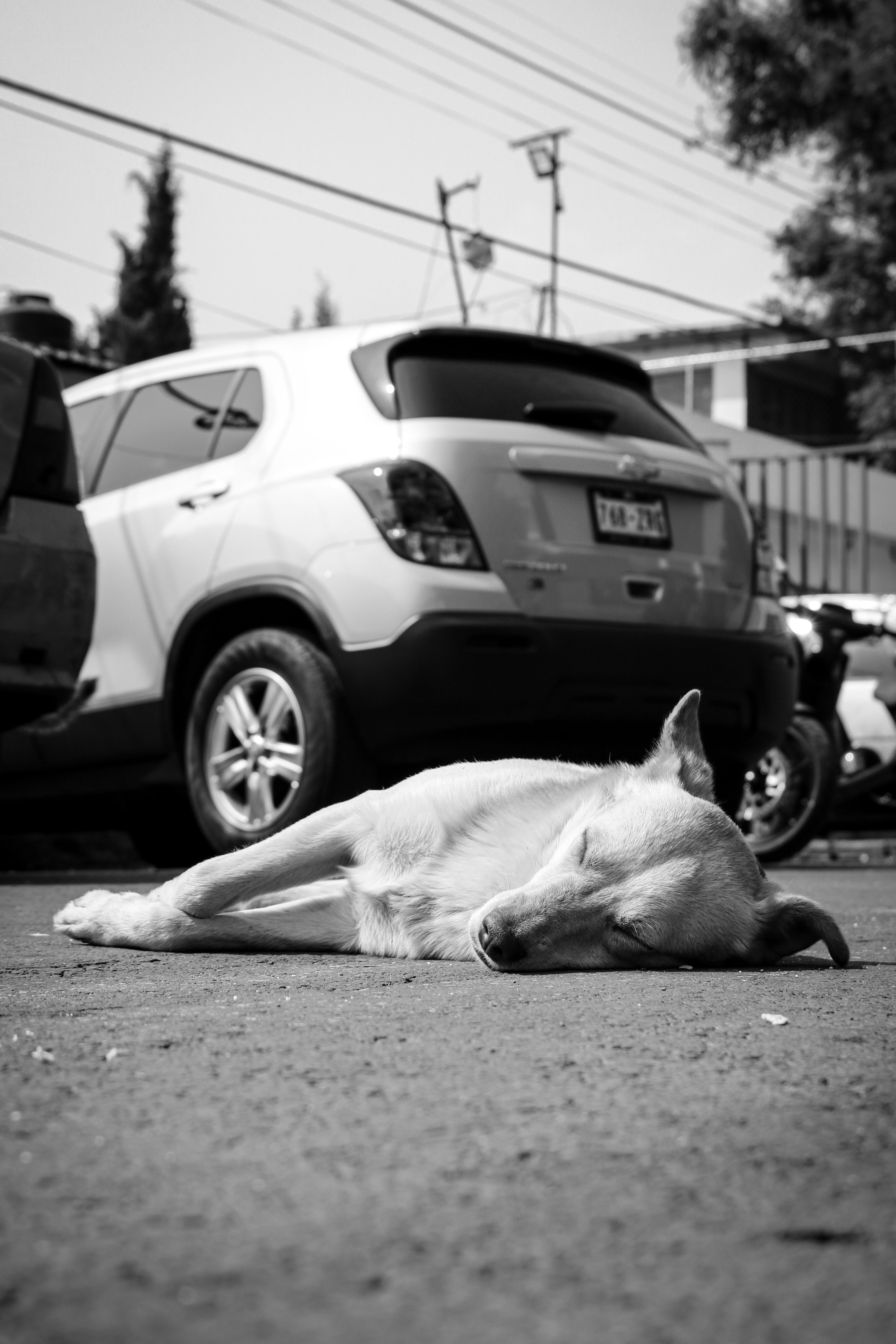 Sleeping Fluffy Dog · Free Stock Photo