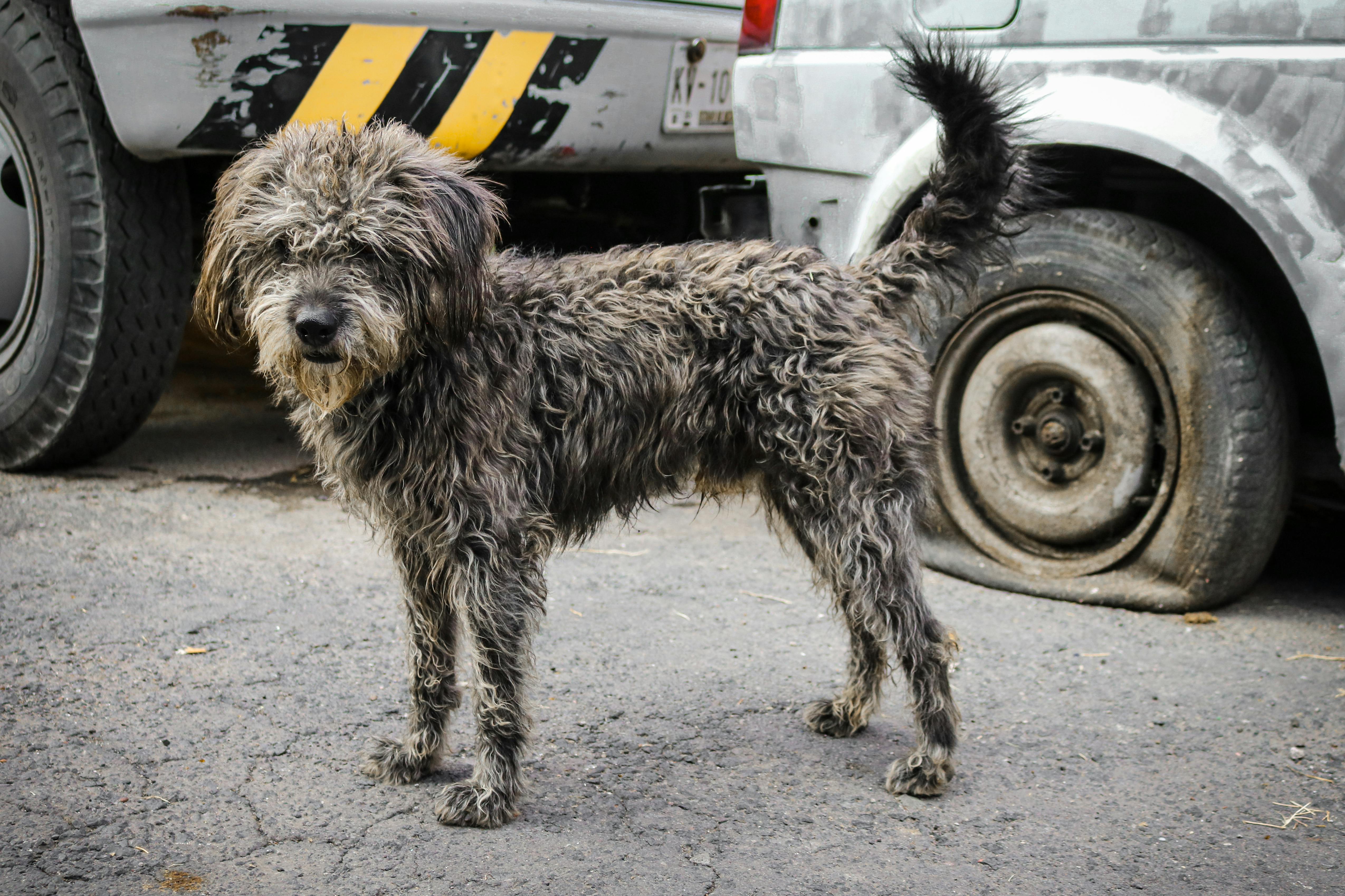 Foto de stock gratuita sobre animal, desaliñado, en mal estado, peludo ...