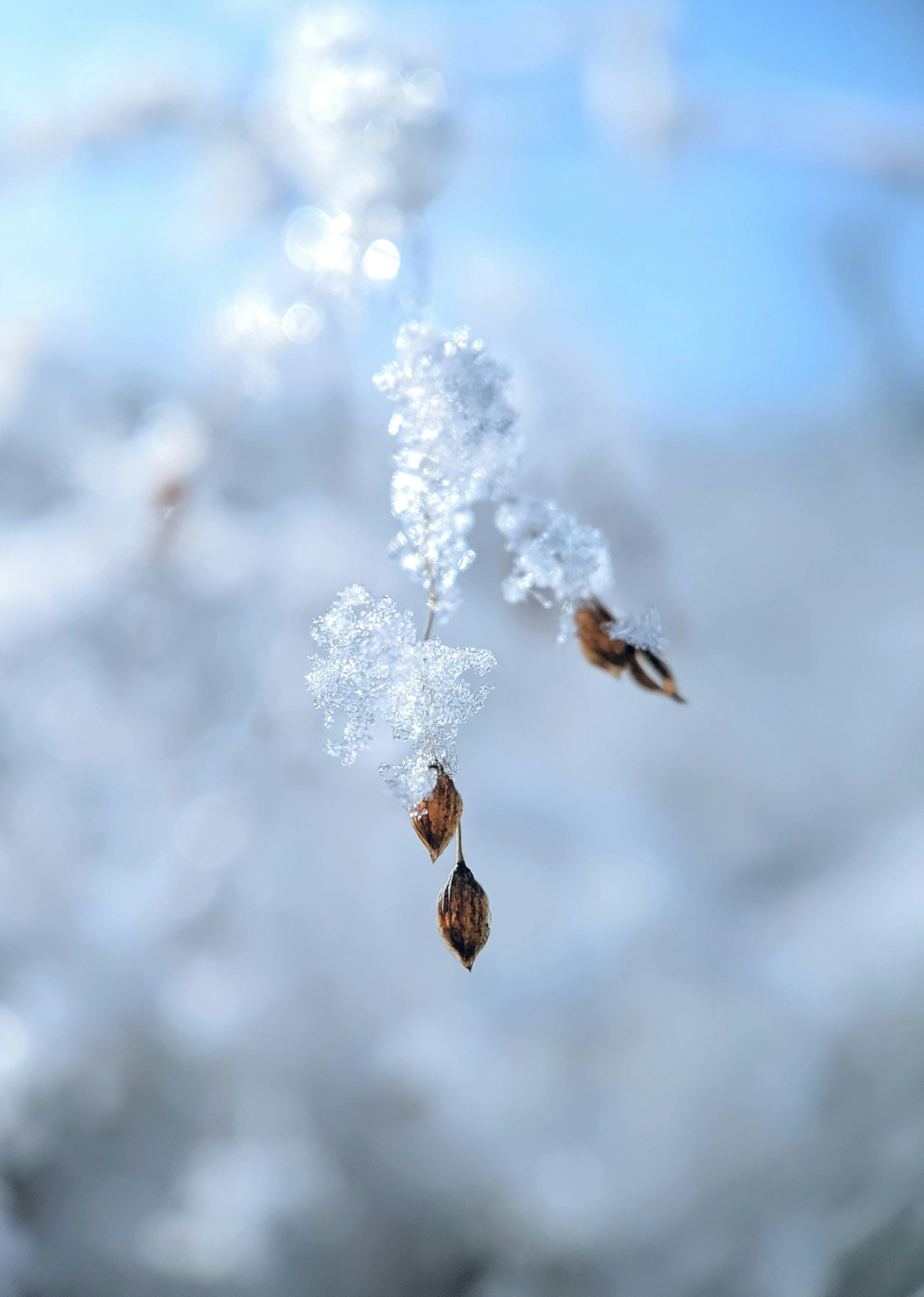 Close up of Frozen Branch · Free Stock Photo