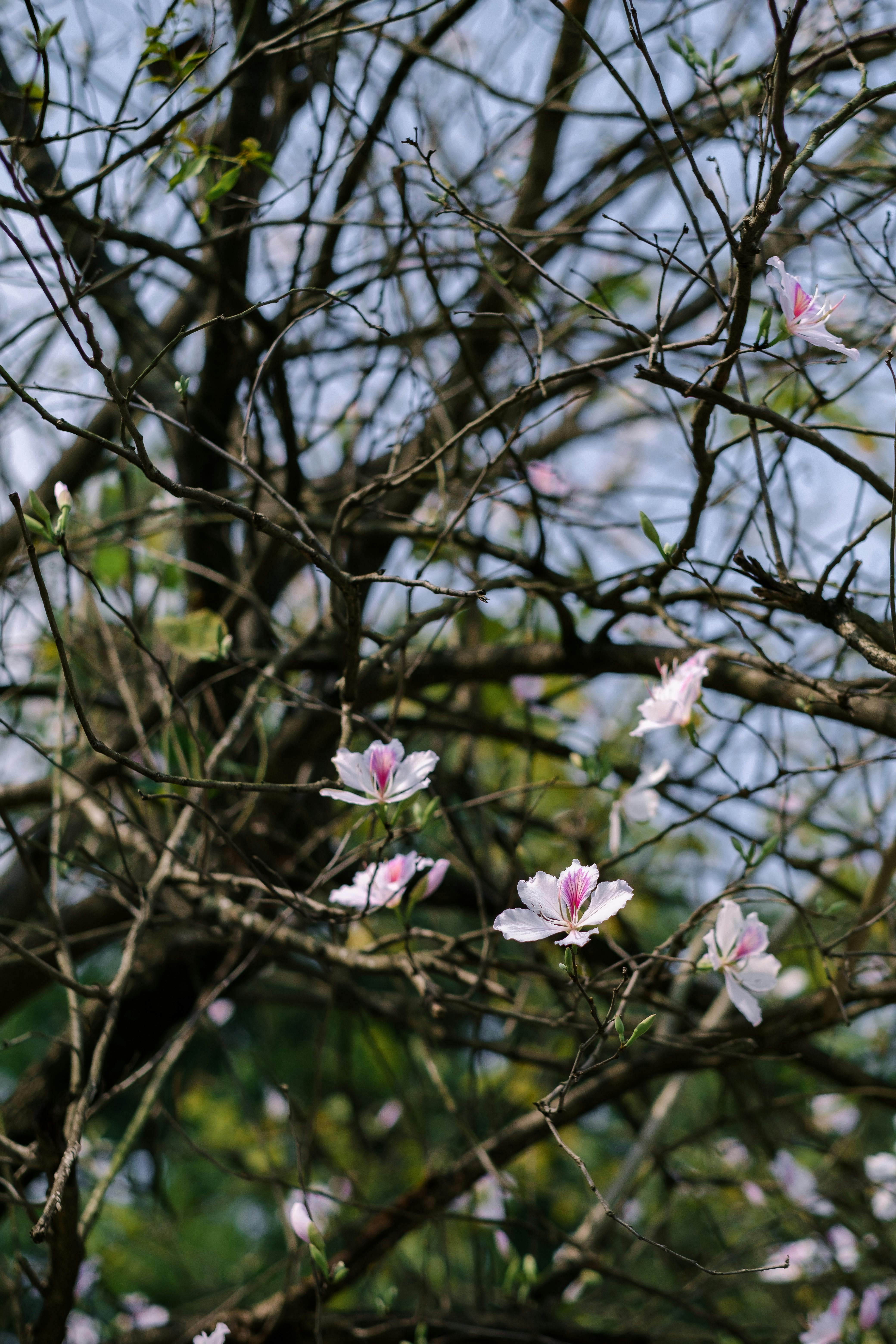 Tangled Flowers Photos, Download The BEST Free Tangled Flowers Stock ...