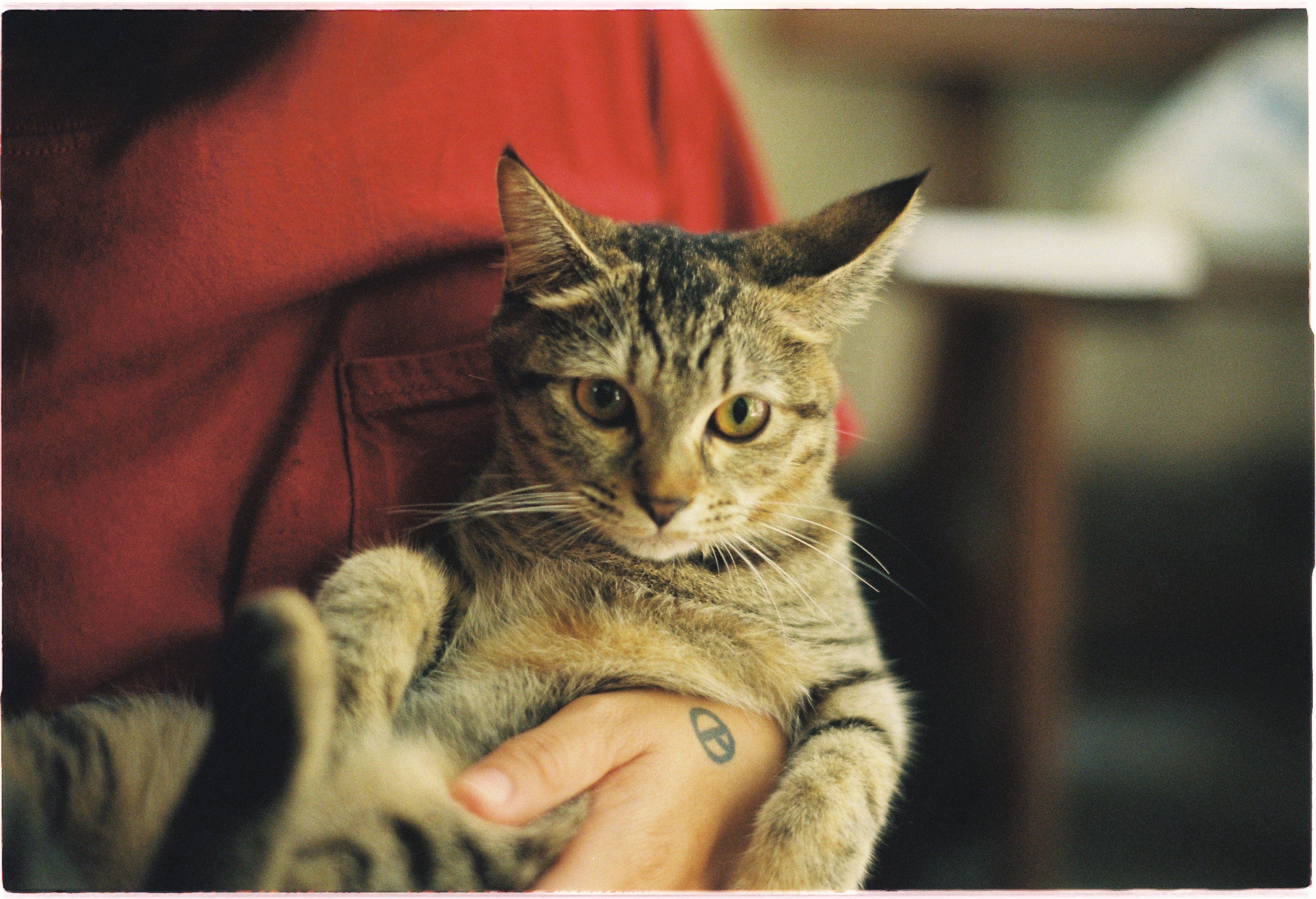 4k Wallpaper The Cat Returns Photos, Download The BEST Free 4k ...