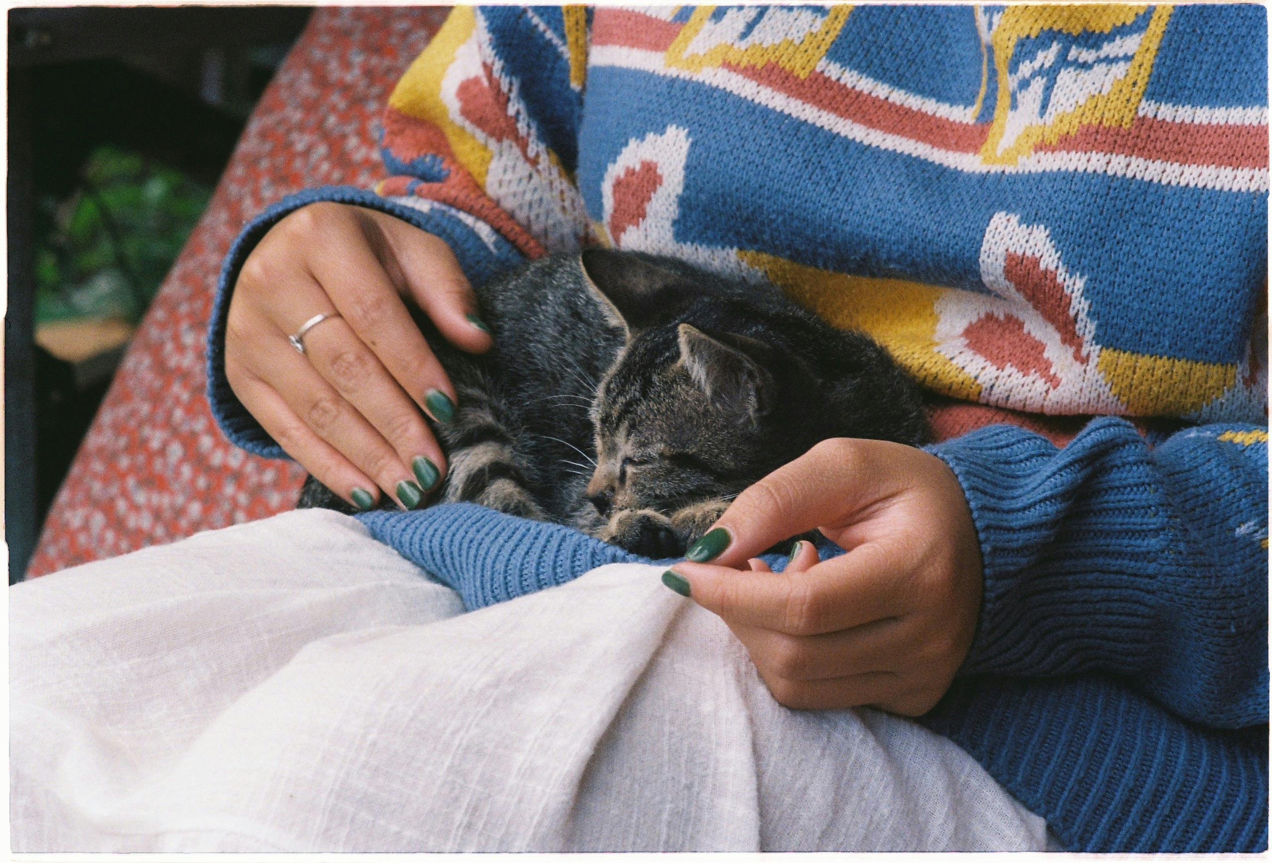 Sick Cat Photos, Download The BEST Free Sick Cat Stock Photos & HD Images