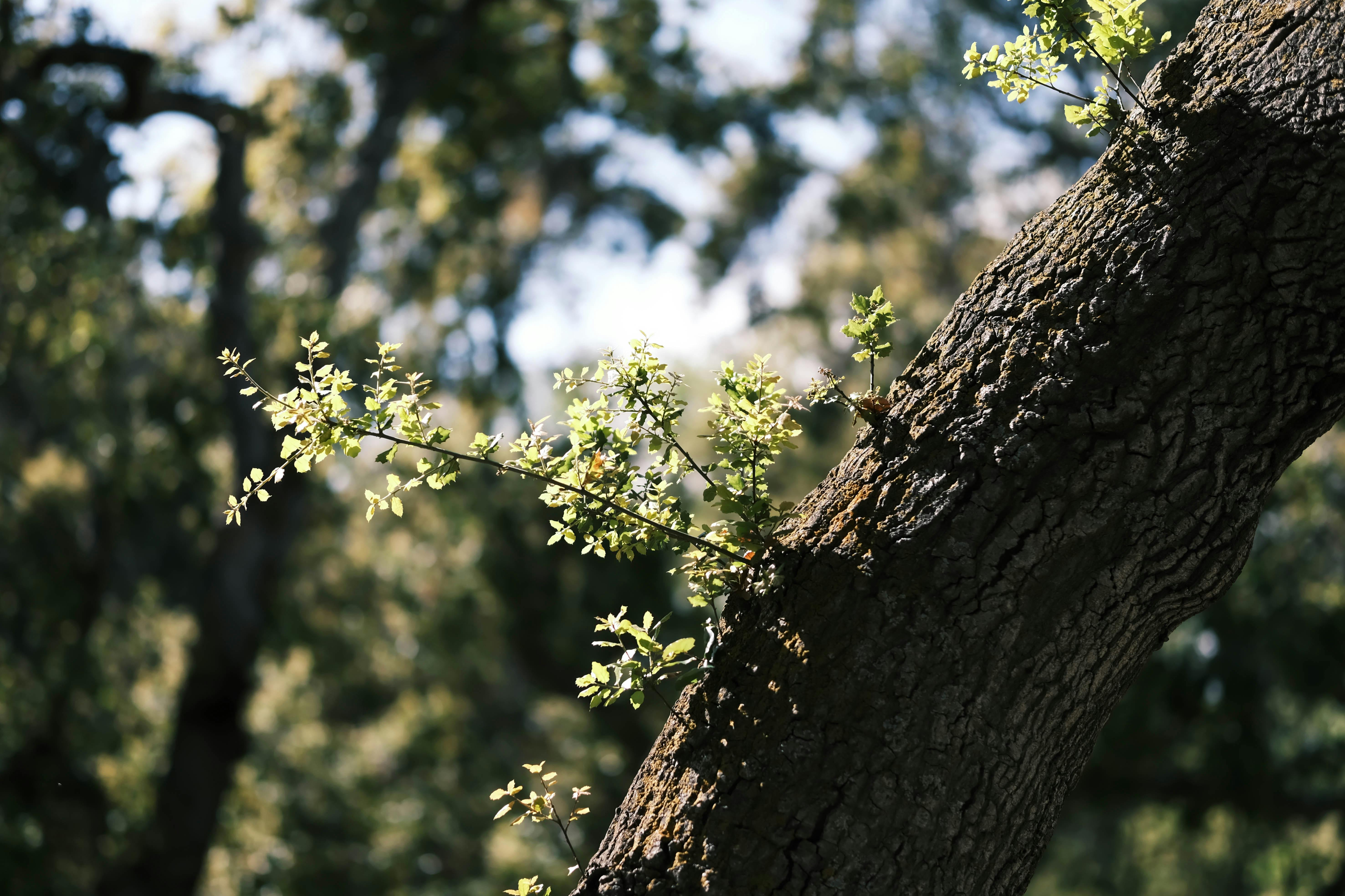 Sprouting Tree Trunk · Free Stock Photo