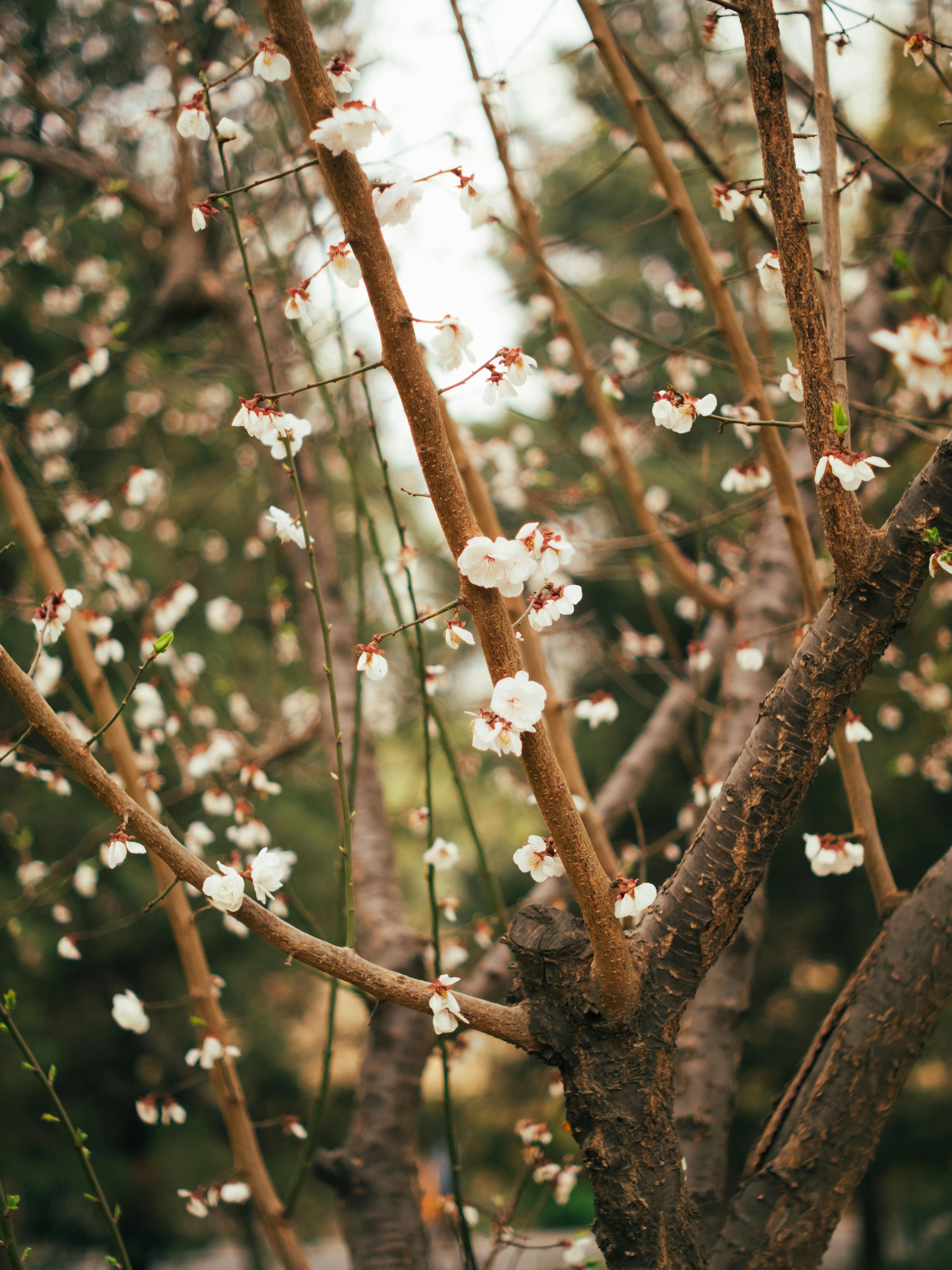 Branches with Blossoms · Free Stock Photo