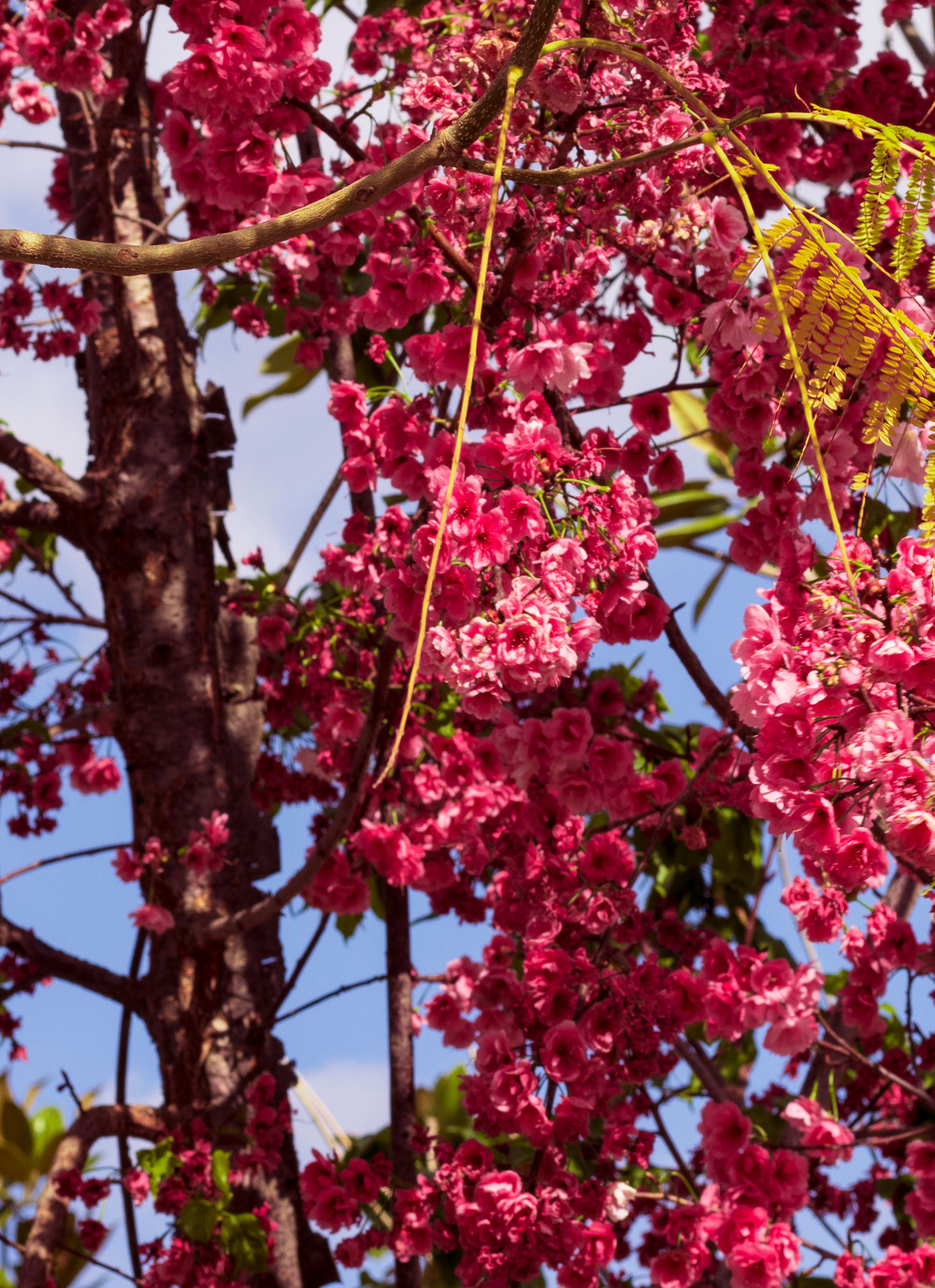 Pink Spring Blossoming Tree · Free Stock Photo