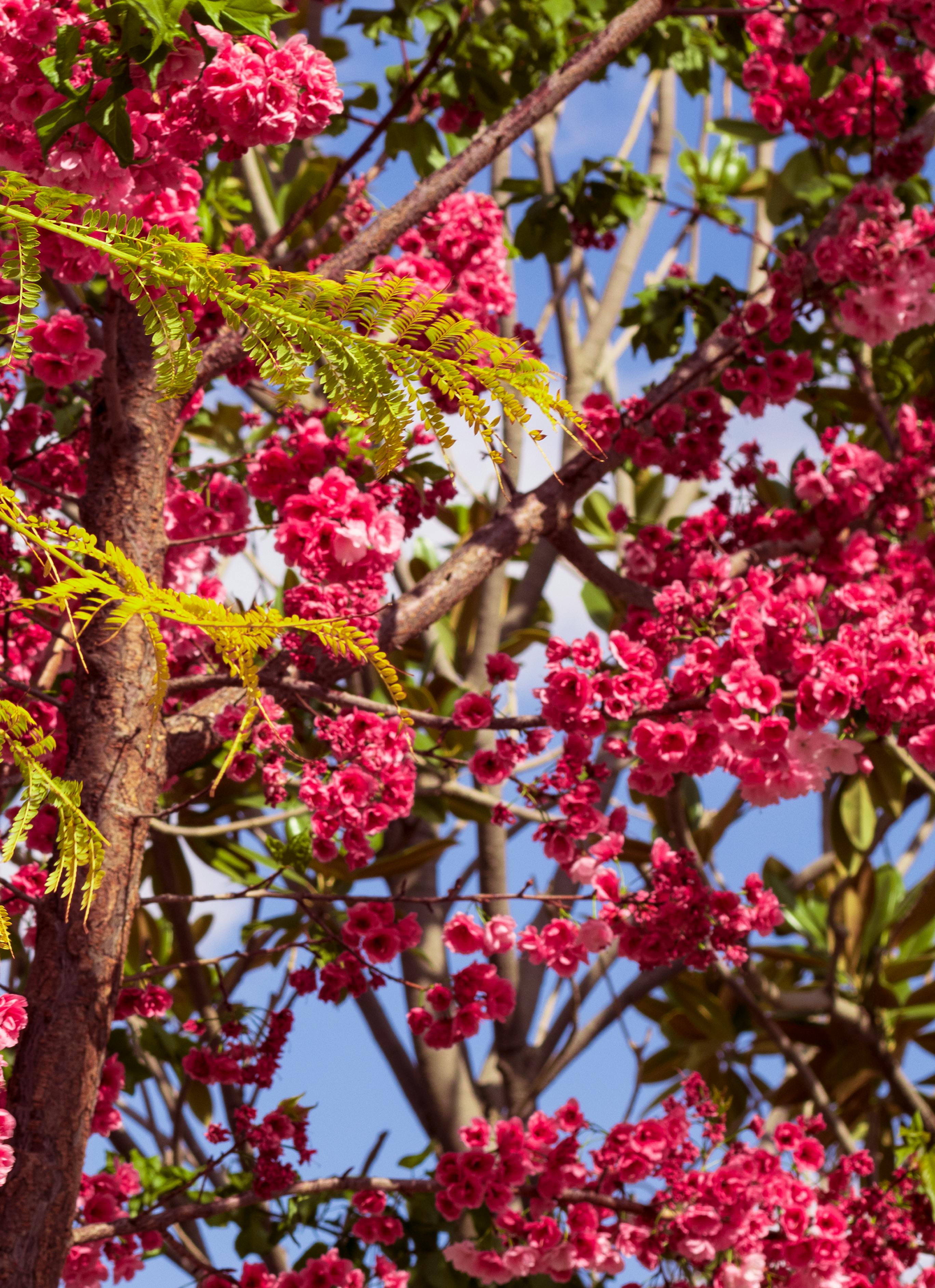 Tree with Pink Blossoms · Free Stock Photo