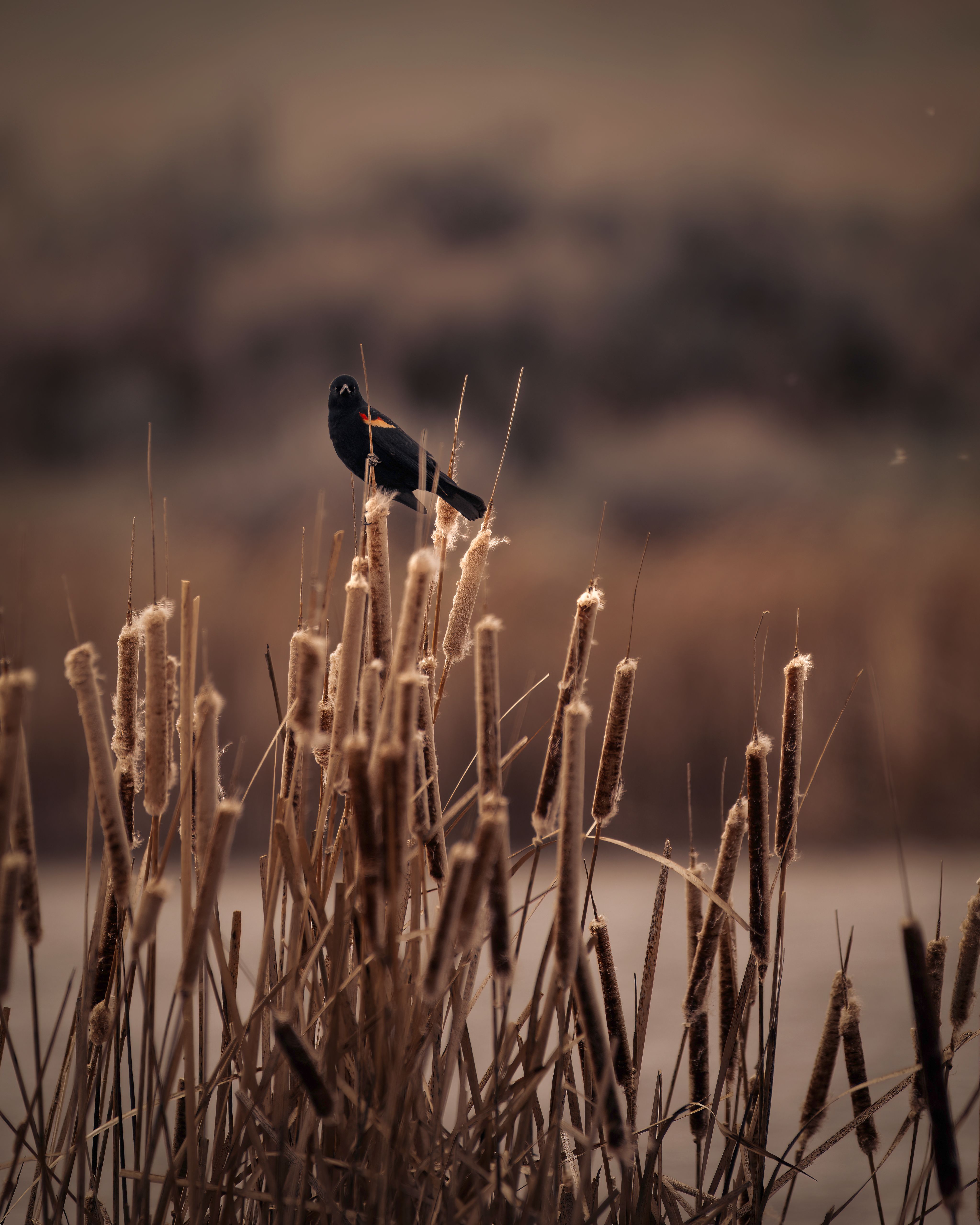 Blackbird Wallpaper Photos, Download The BEST Free Blackbird Wallpaper ...